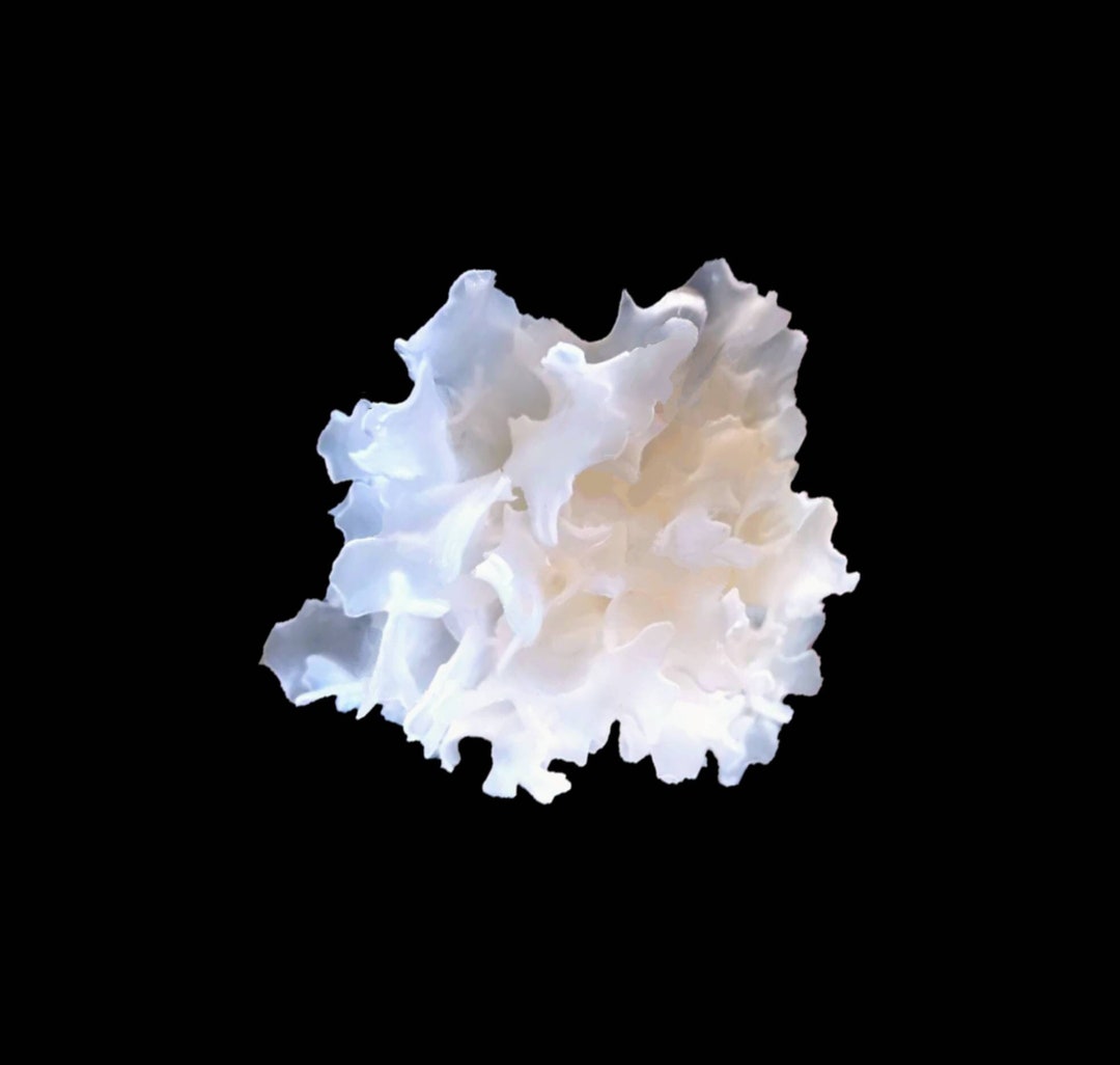 Snow Fungus Mushroom Liquid Culture Tremella Fuciformis - Etsy