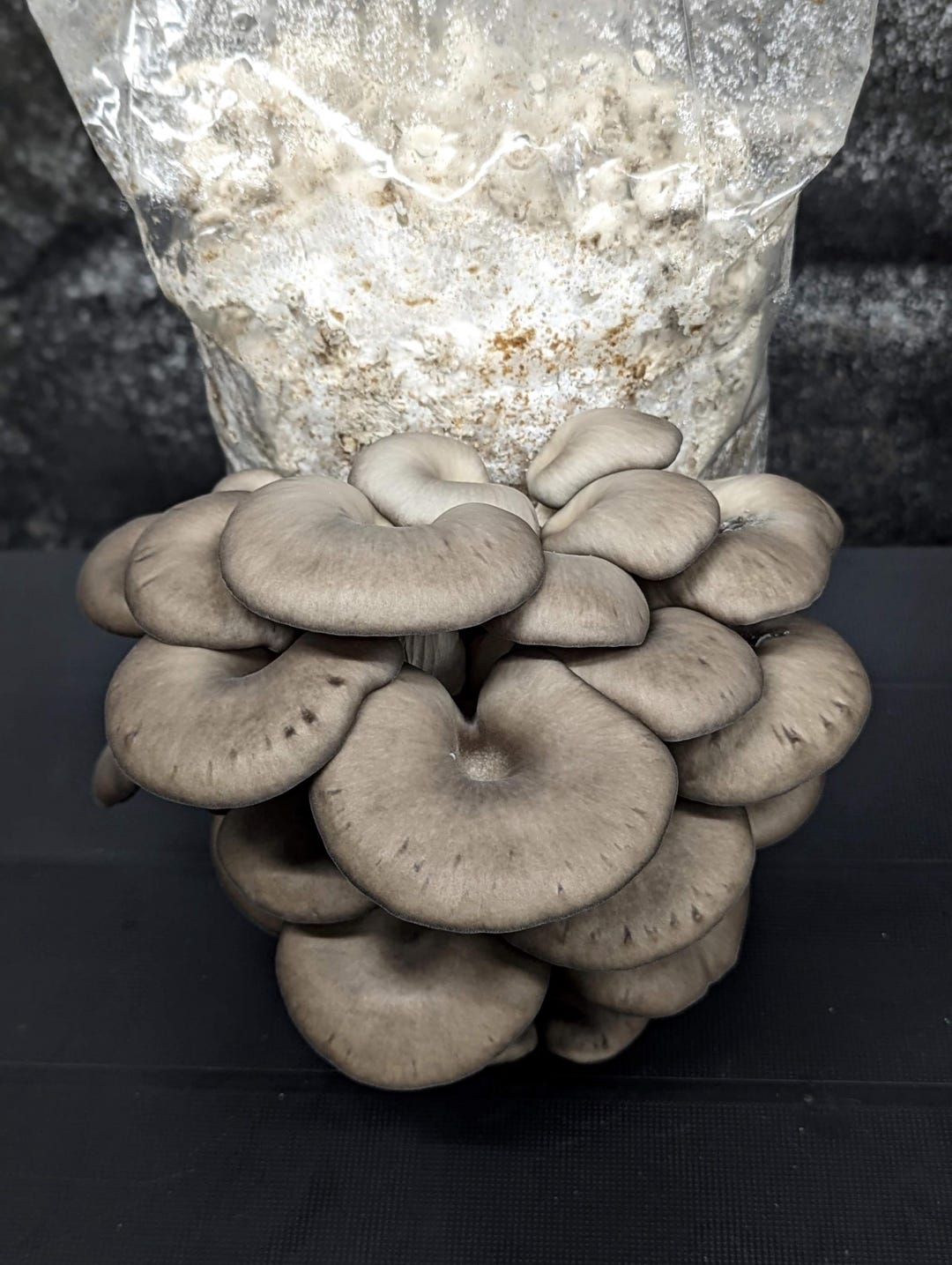 Black Oyster Mushroom Liquid Culture Pleurotus Ostreatus - Etsy
