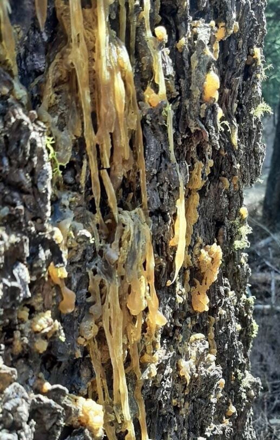 Wildcrafted Pine Pitch Resin Raw Chunks | Etsy