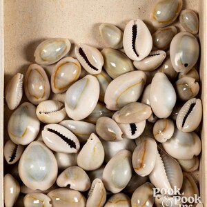 Cheyenne Woman's Regalia Leather & Cowrie Shell Dress for Pot-latch and ...