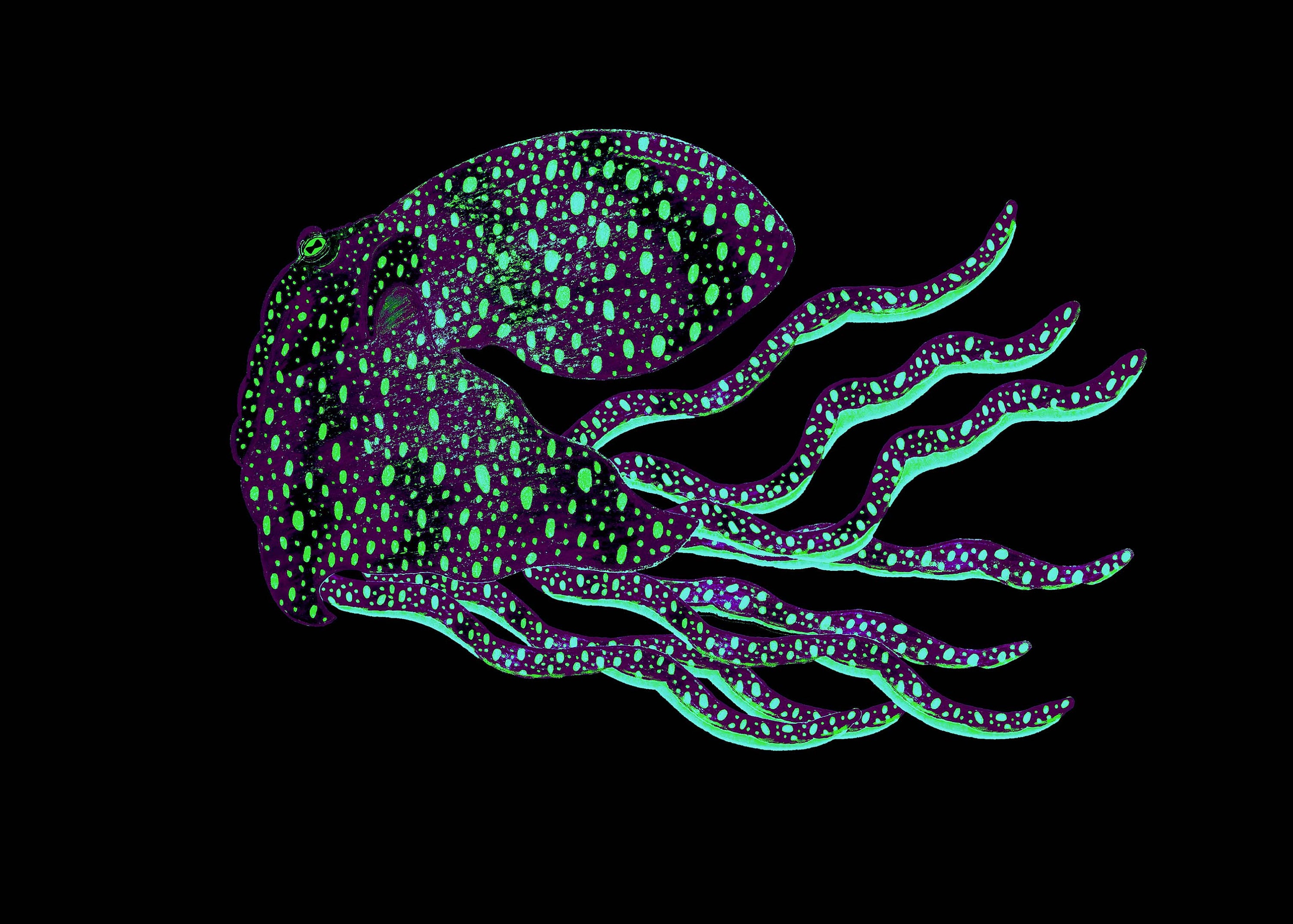 Bioluminescent Octopus