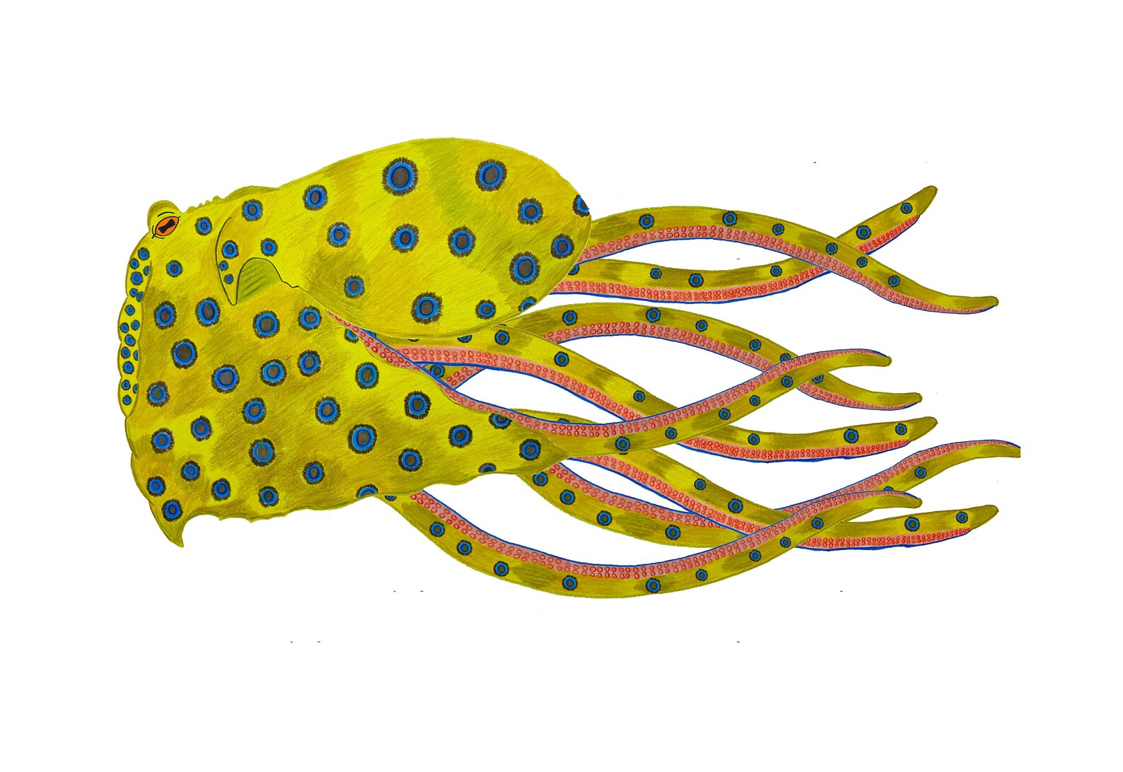 Blue Ringed Octopus Print. Sea Art Marine Life Sea Life Art Ocean Print ...
