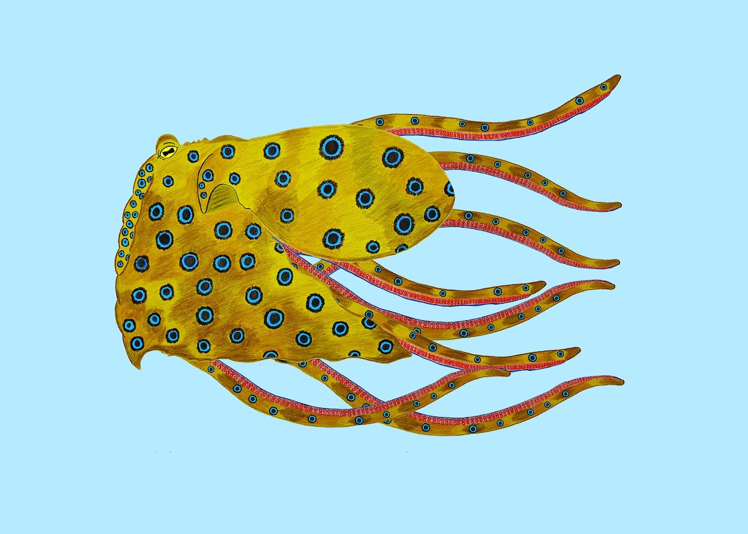 Blue Ringed Octopus Print. Sea Art Marine Life Sea Life Art Ocean Print ...