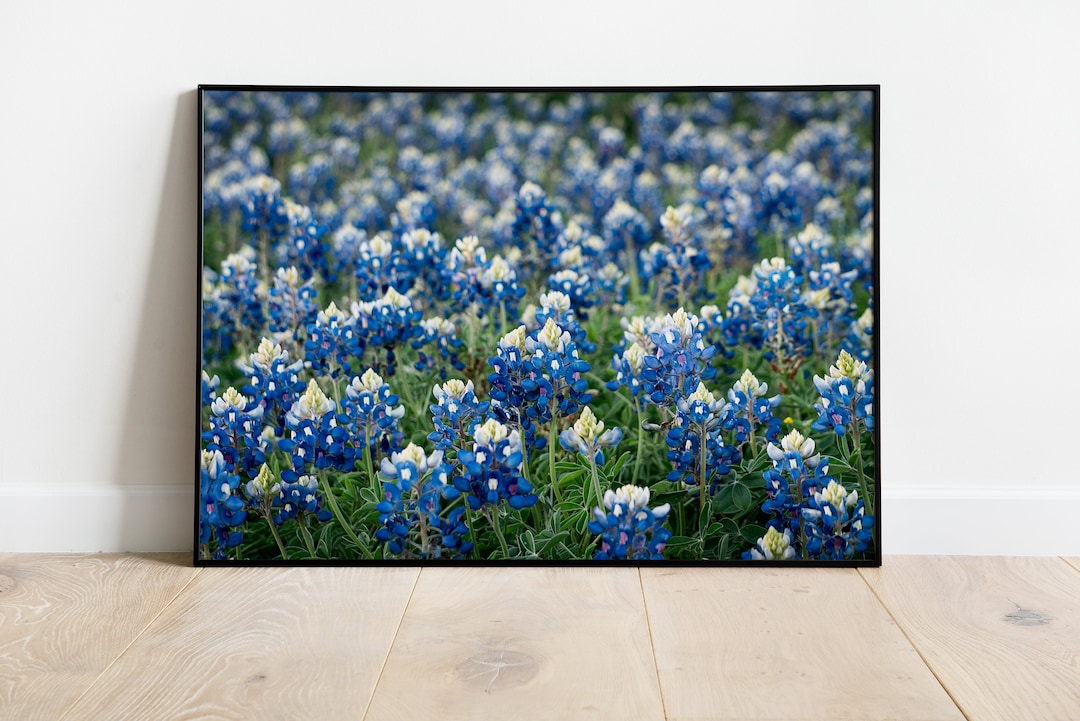 Bluebonnet Photography, Flower Wall Art, Texas Home Décor, Digital ...