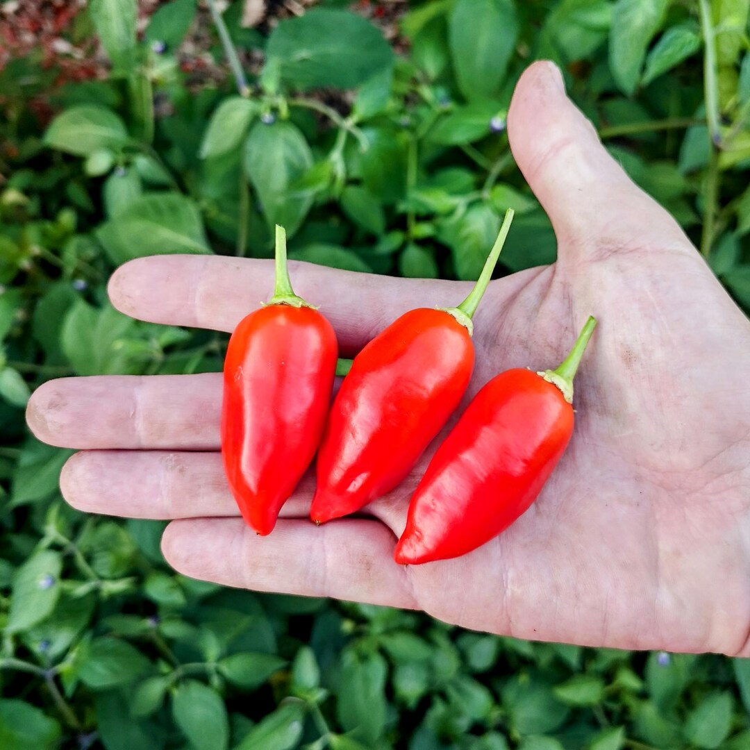 Inca Berry XL Chili Pepper (10 Seeds) - the Old Andean Variety, Longer ...