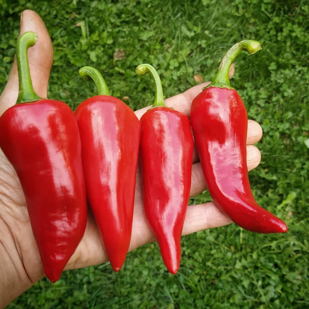 Piment Gorria 10 Graines Le fameux piment d'Espelette - Etsy France