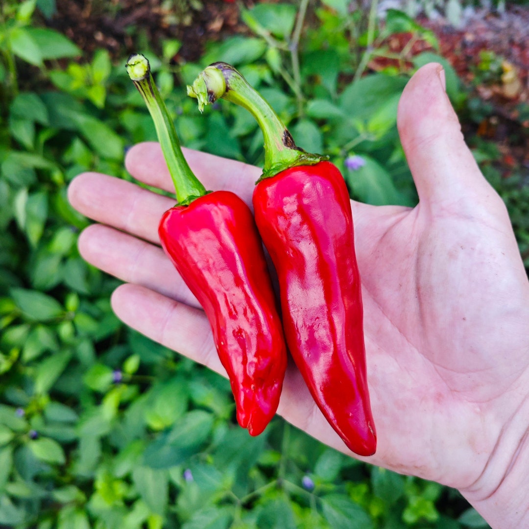 Piment Gorria (10 Graines) - Le fameux piment d'Espelette - Bio - Etsy ...