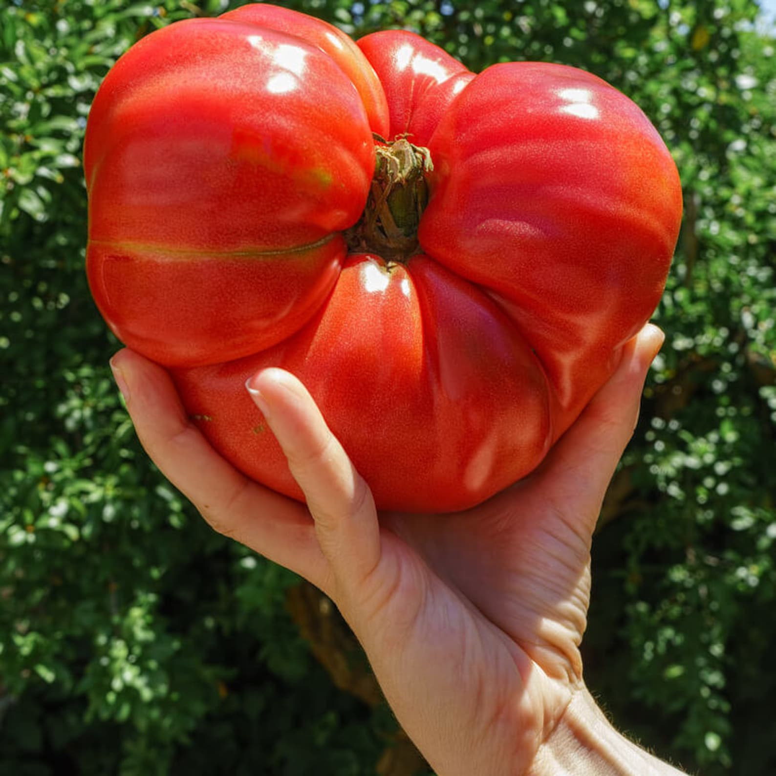 10 Seeds Supersteak Tomato the Giant Tomato Organic - Etsy Australia