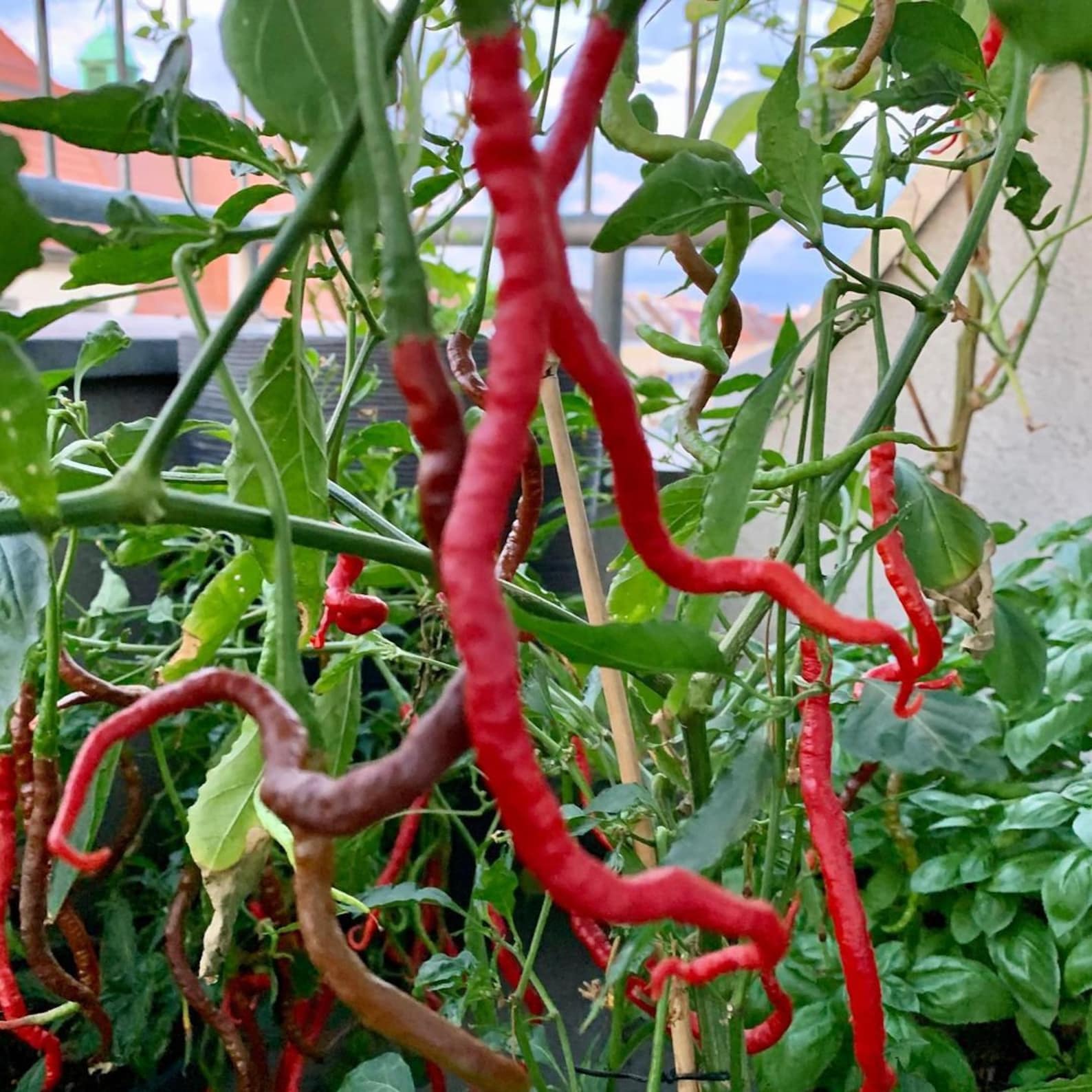 Piment Thunder Mountain Longhorn (10 Graines) - Le plus long piment du ...