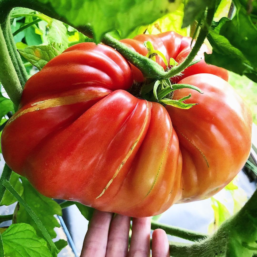Tomate Supersteak (10 Graines) - La tomate géante - Bio - Etsy France