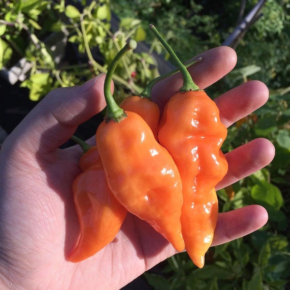 10 Seeds Habanada Pepper the Typical Fruity Taste of - Etsy Australia