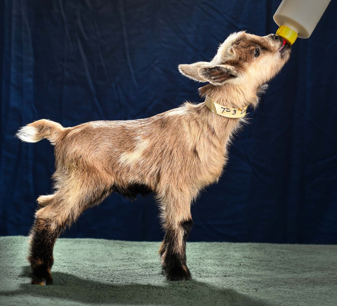 Celtic Knot Three Soap Set Goat Approved Irish Soap - Etsy