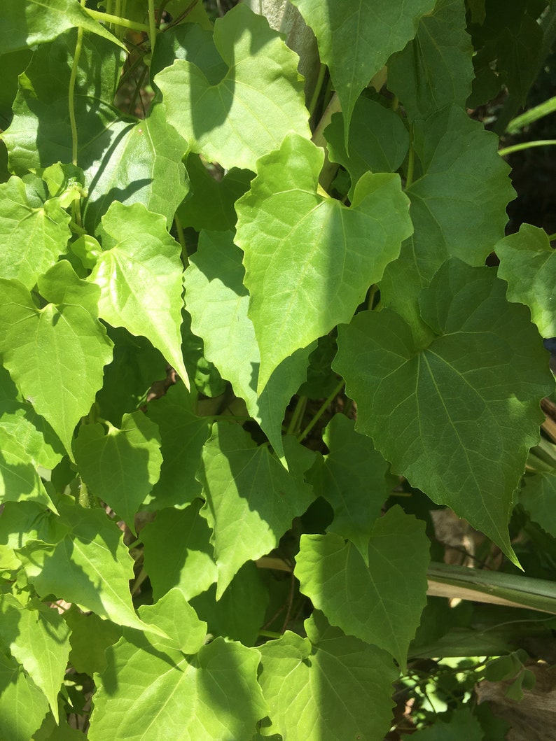 Dried Guaco Leaves 100% Natural Pure Mikania Cordifolia Wildcrafted ...