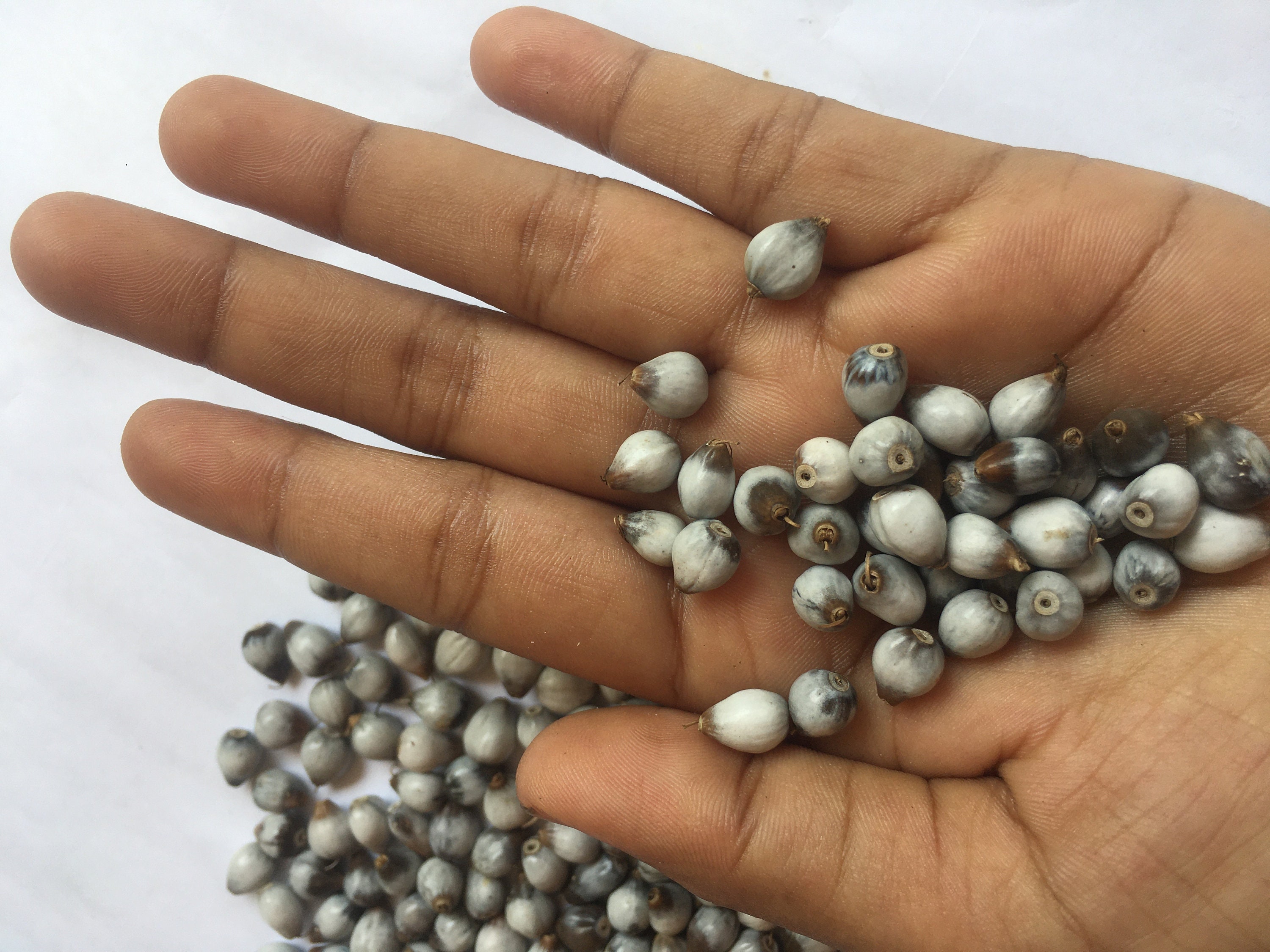 5000 Beads Natural Beads Job's Tear Beads 100% Natural Wild Grown Coix ...