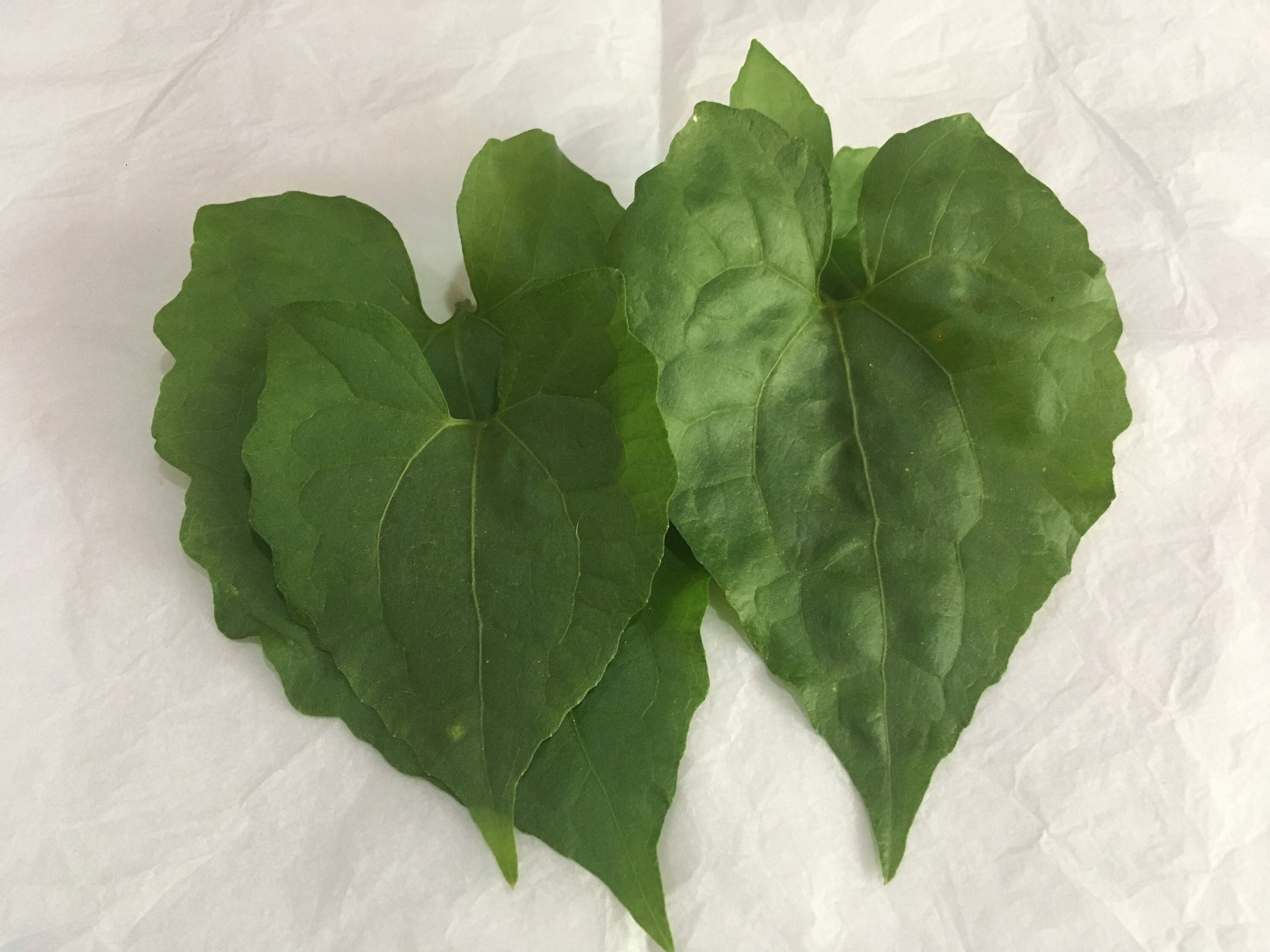 Dried Guaco Leaves 100% Natural Pure Mikania Cordifolia Wildcrafted ...