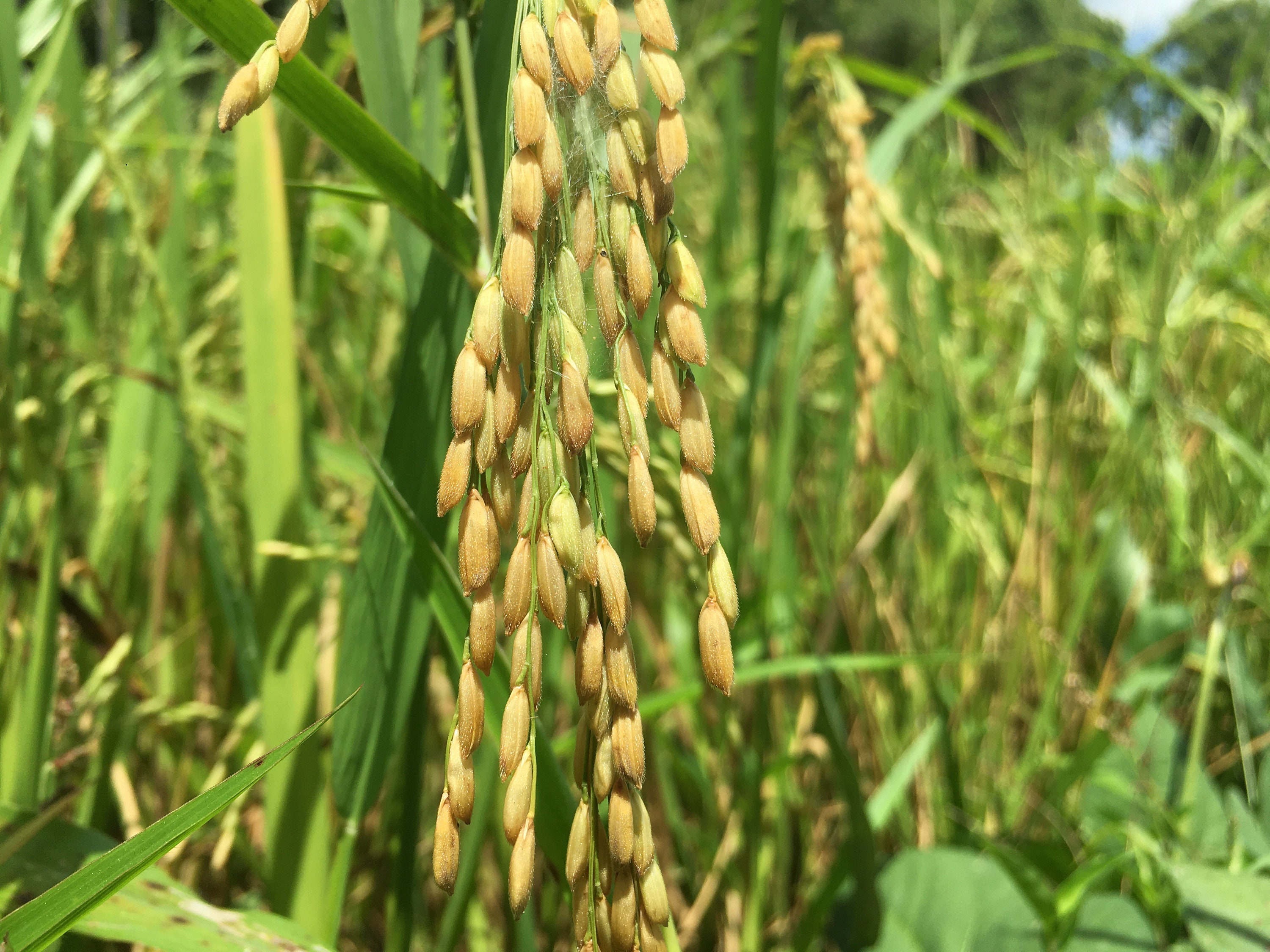 Rice Seeds 100% Natural Homegrown Organically Seeds - Etsy Canada