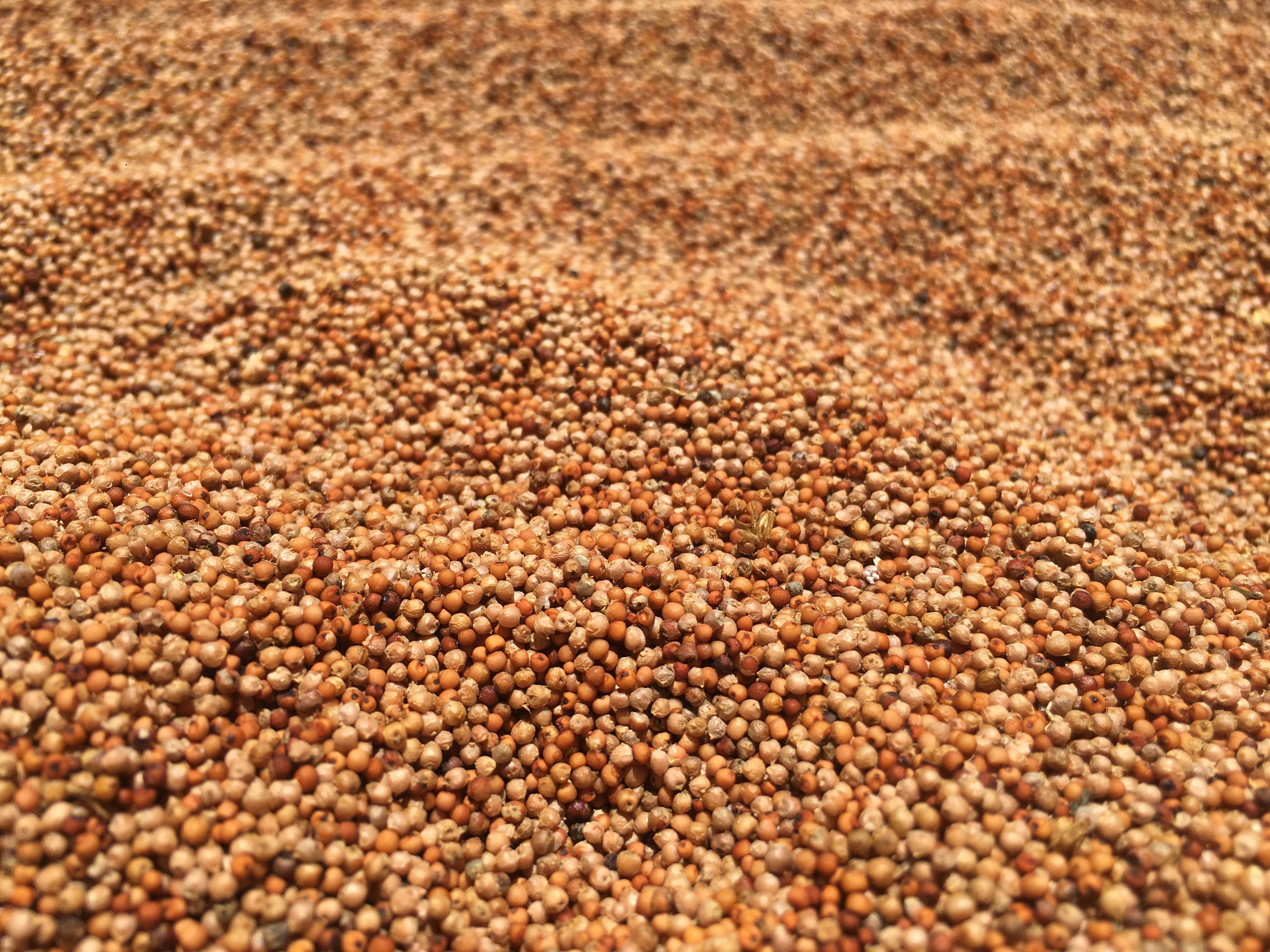 Finger Millet Seeds & Flour 100% Natural Grown Ragi Kodo Ceylon ...