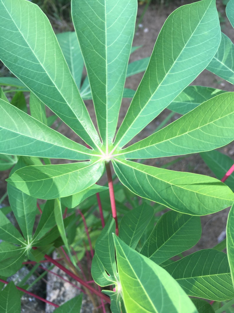 Cassava Leaves Powder 100% Natural Pure Home Grown Manihot Esculenta ...