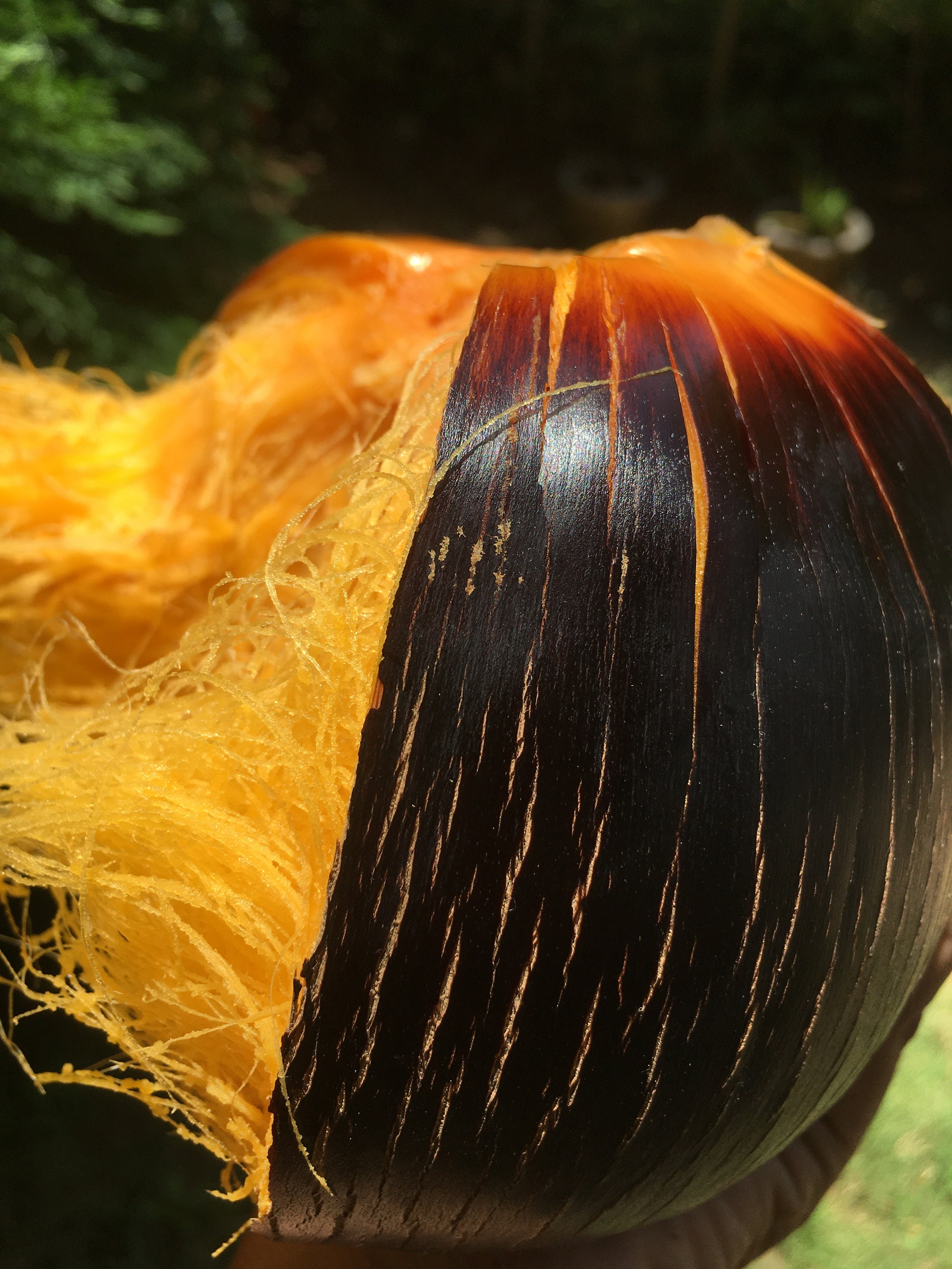 Palmyra Palm Seeds Borassus Flabellifer Doum Palm Tala Palm Toddy Palm ...