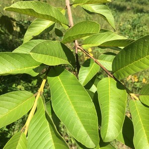 Guava Leaves Dried Organically Home Grown 100% Pure Herbal Tea Psidium ...