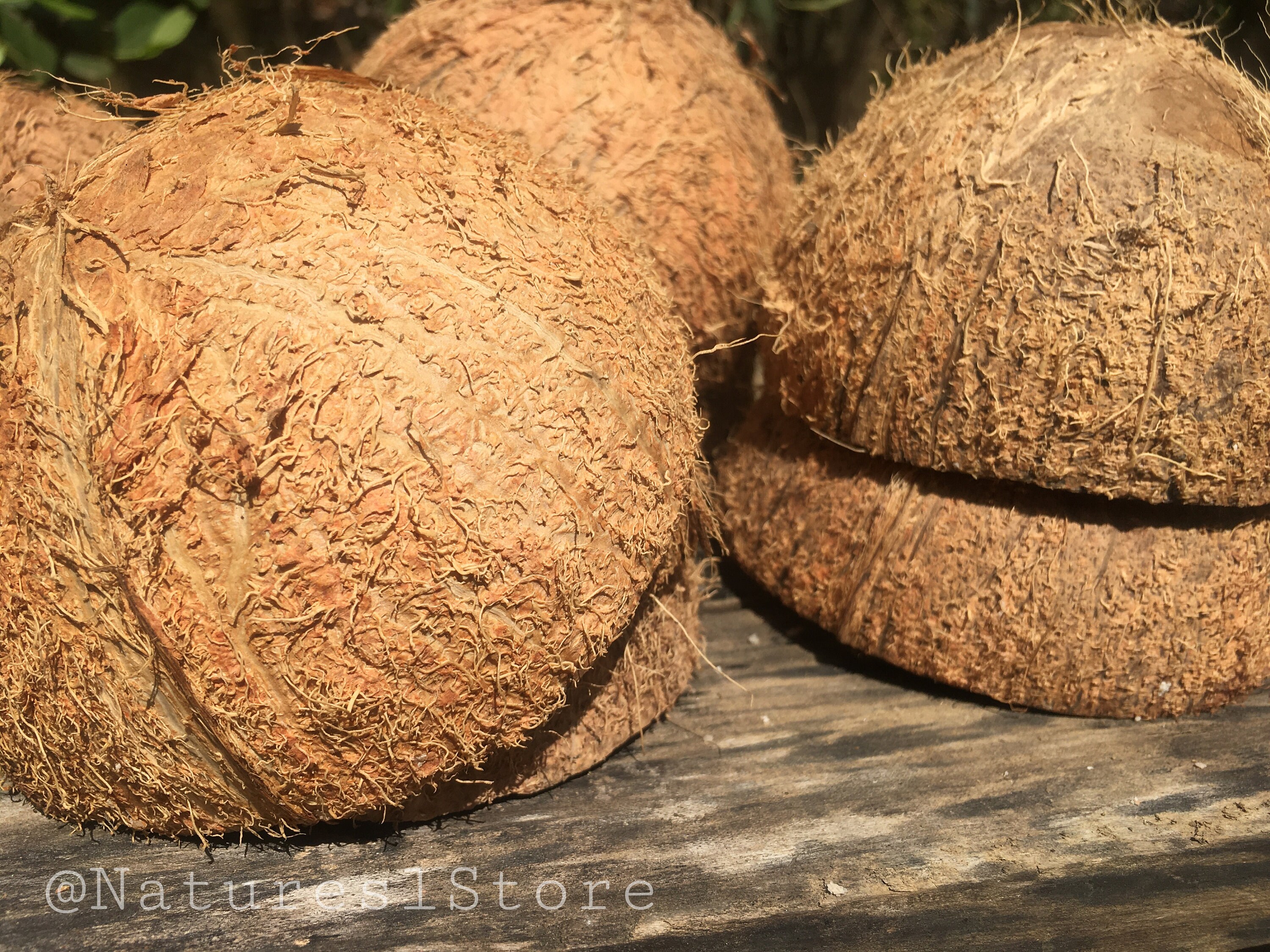 Coconut Shell Half 100% Natural Homemade Eco Friendly Pieces - Etsy