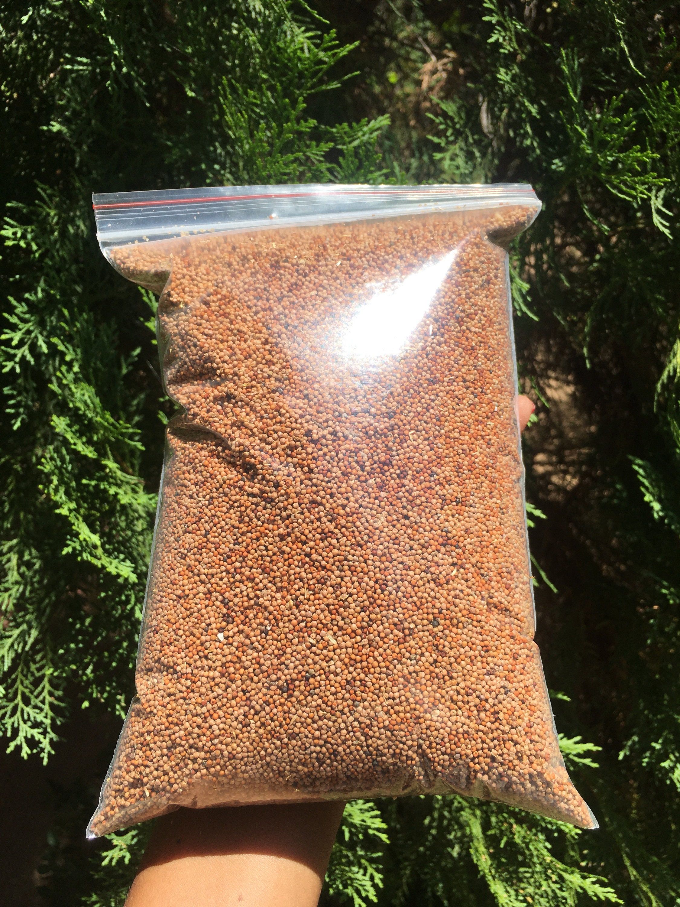 Finger Millet Seeds & Flour 100% Natural Grown Ragi Kodo Ceylon ...