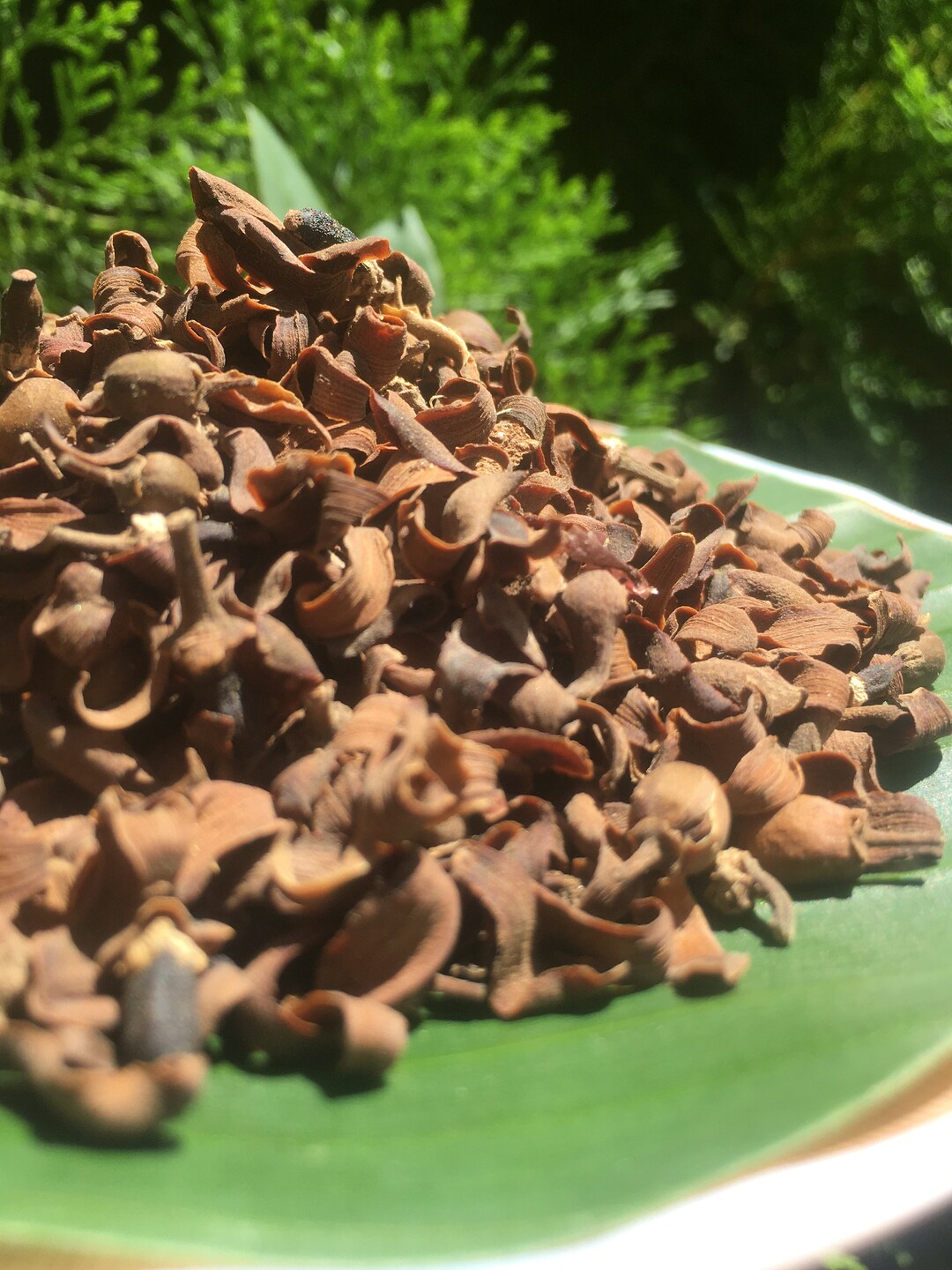 Aegle Marmelos Bael Flower 100% Natural Home Grown Bengal Quince Golden ...