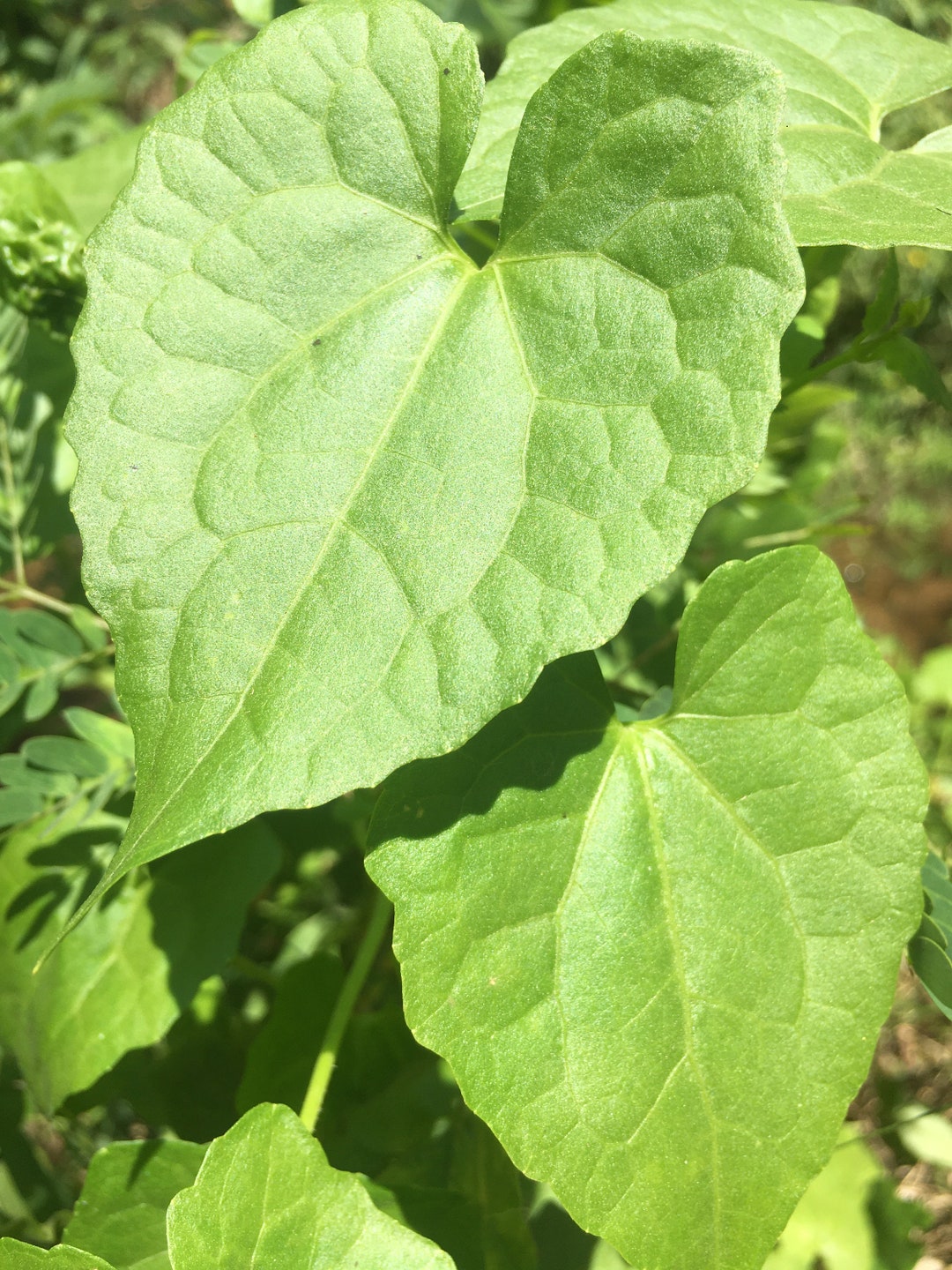 Dried Guaco Leaves 100% Natural Pure Mikania Cordifolia Wildcrafted ...