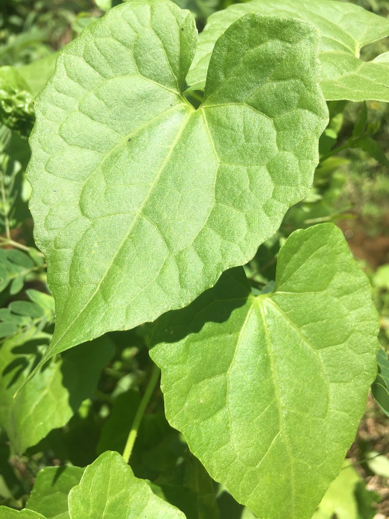 Dried Guaco Leaves 100% Natural Pure Mikania Cordifolia Wildcrafted ...