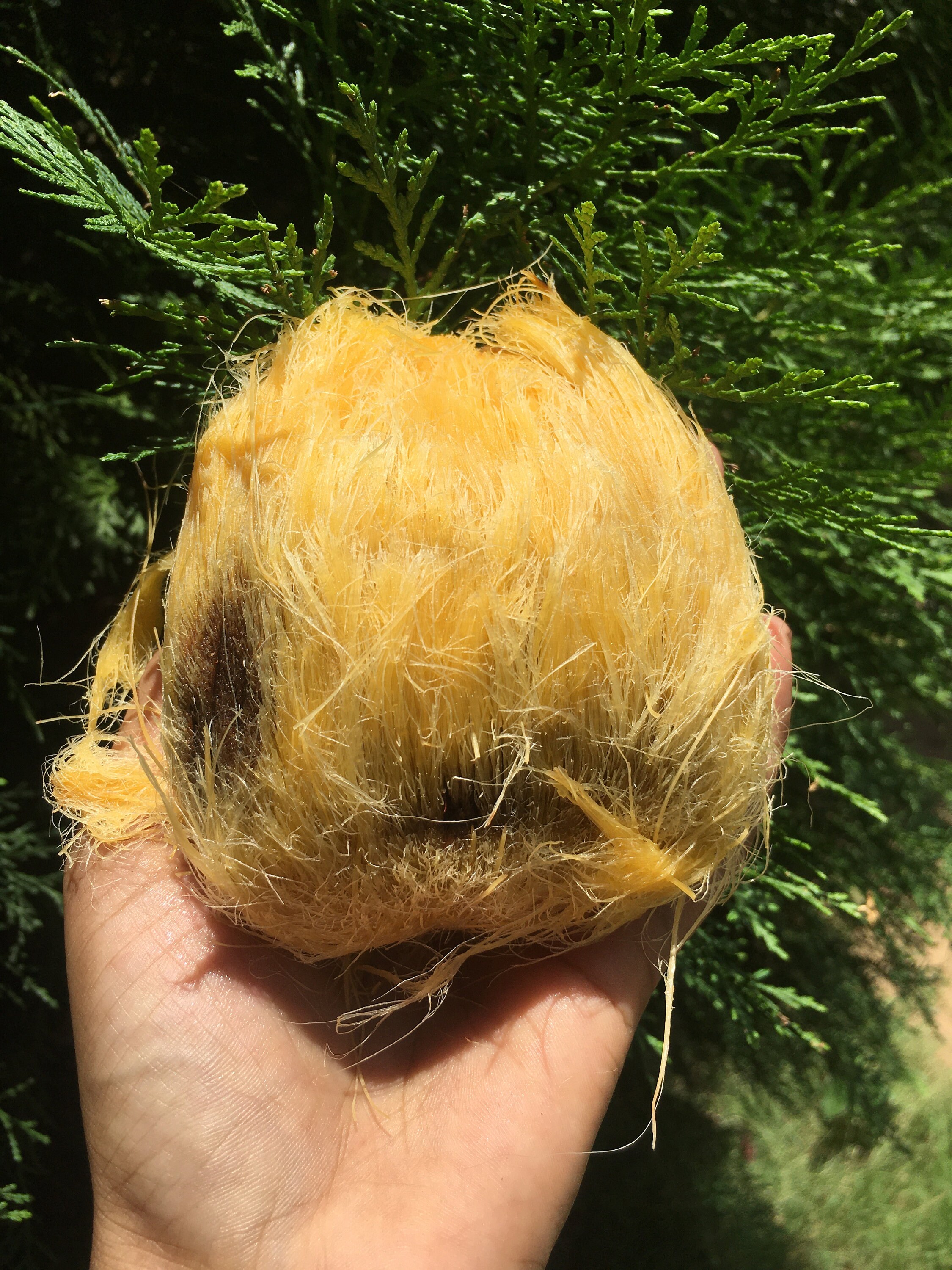 Palmyra Palm Seeds Borassus Flabellifer Doum Palm Tala Palm Toddy Palm ...