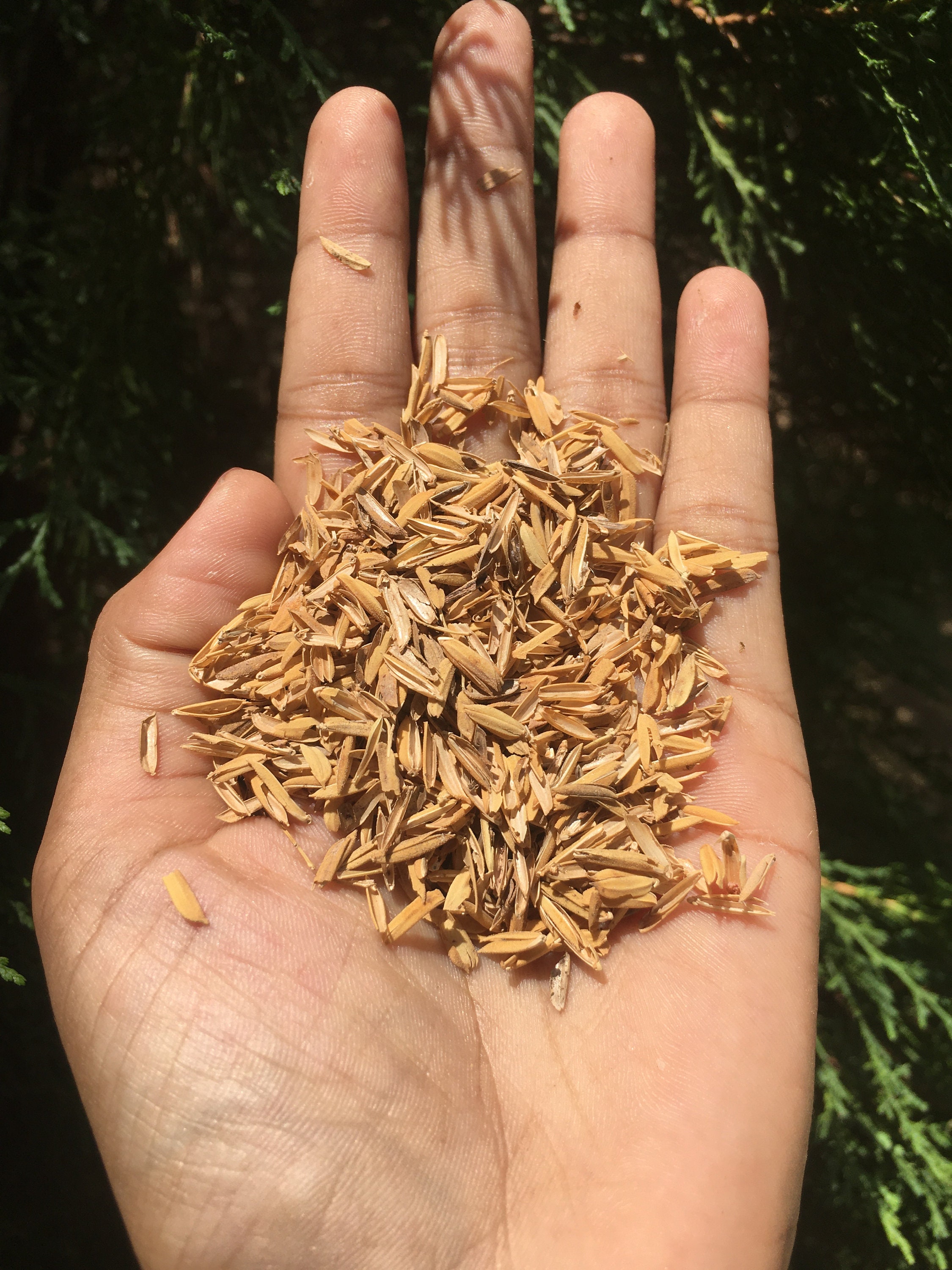 Rice Husk 100% Natural Rice Hulls Organic Compost Fertilizer ...