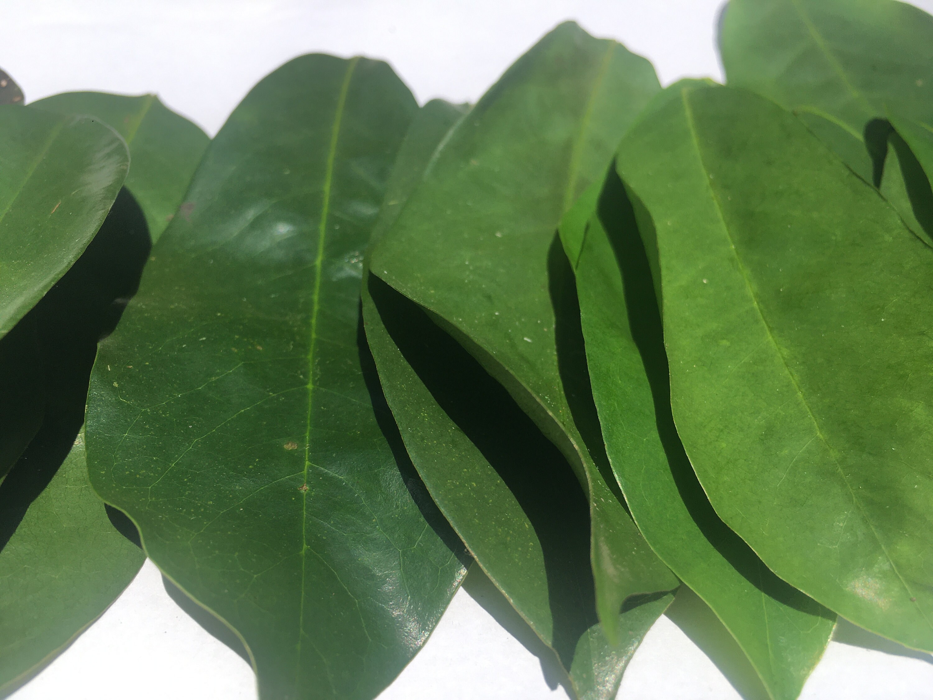 Soursop Leaves Powder 100% Natural Pure Annona Muricata Guanabana ...