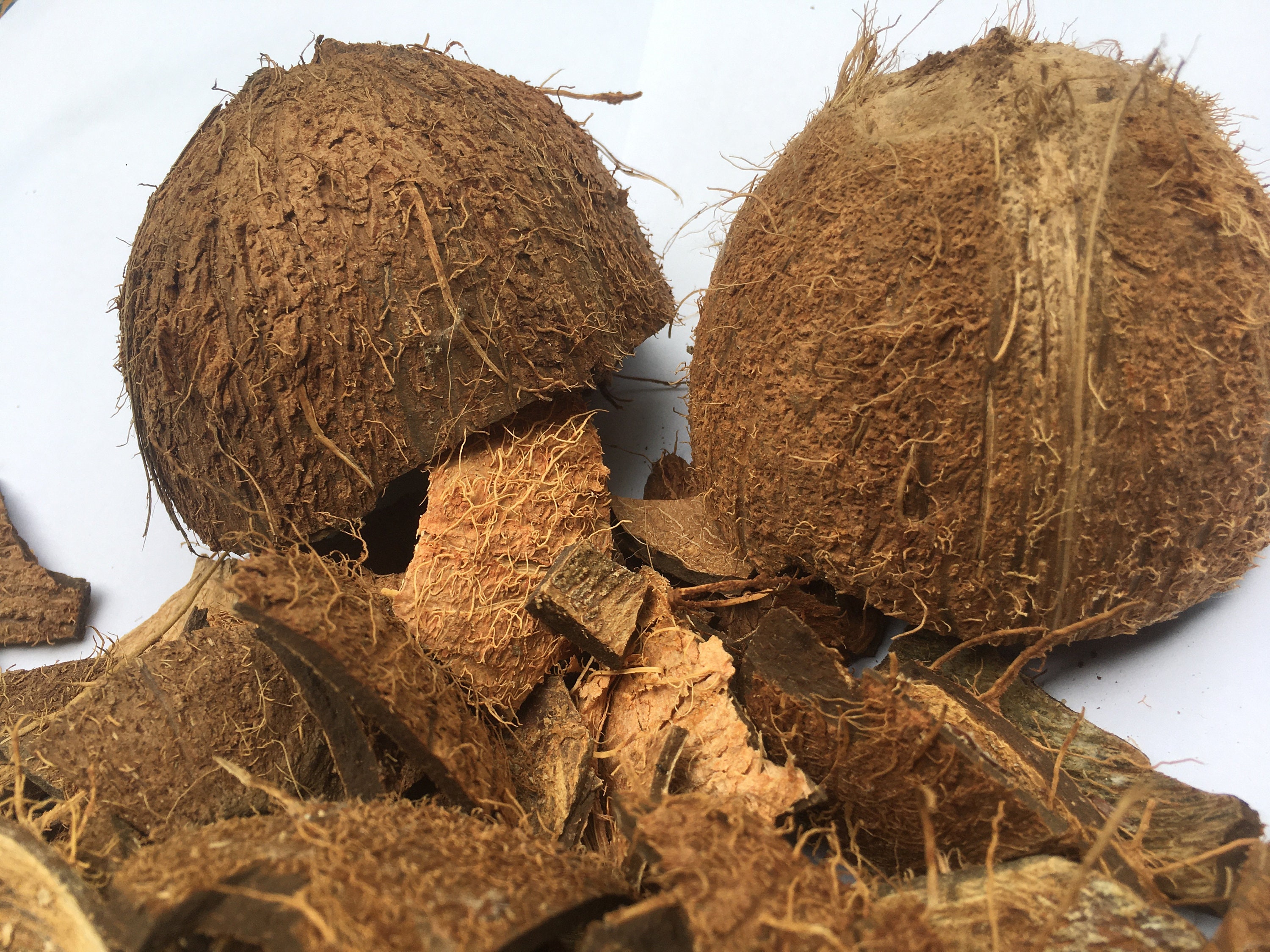 Coconut Shell Pieces 100% Natural Eco-friendly Coconut Shell - Etsy