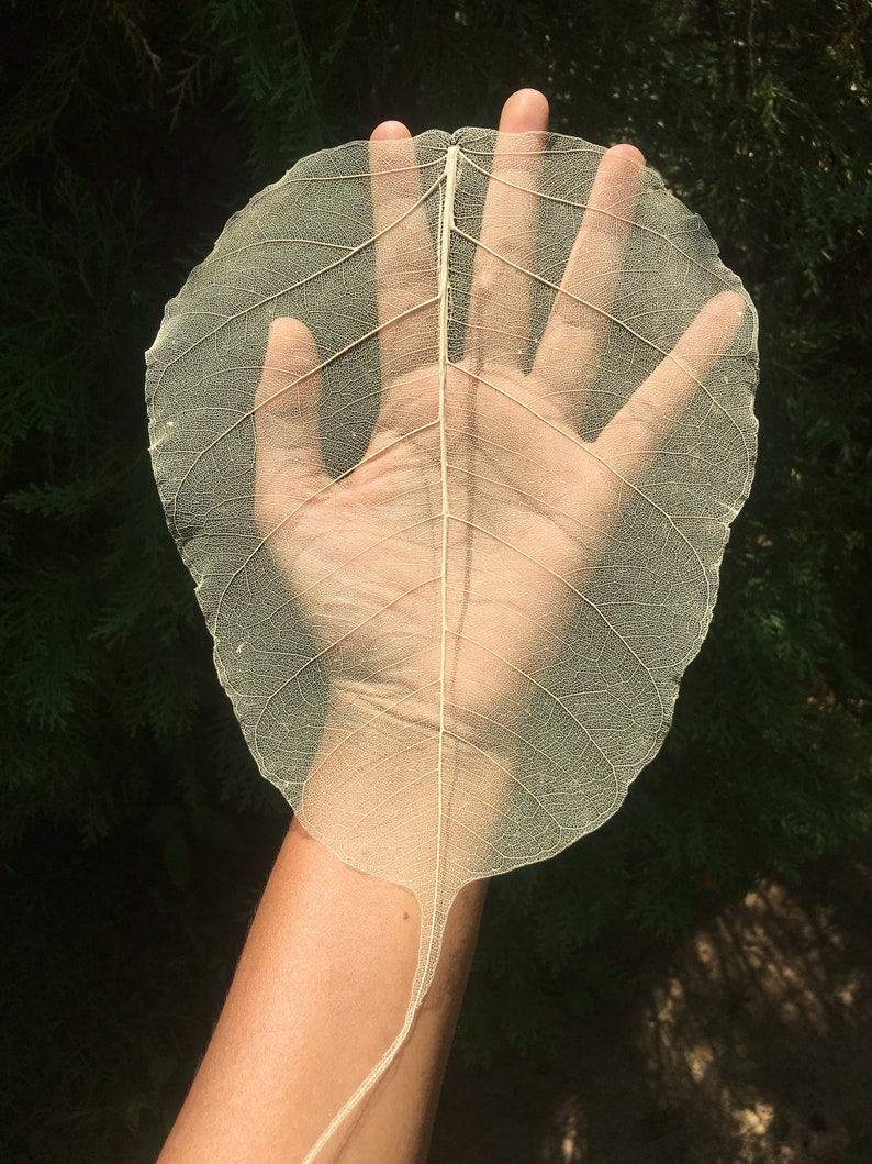 Natural Bodhi Leaves Skeleton 100% Natural Hand Made for Craft ...
