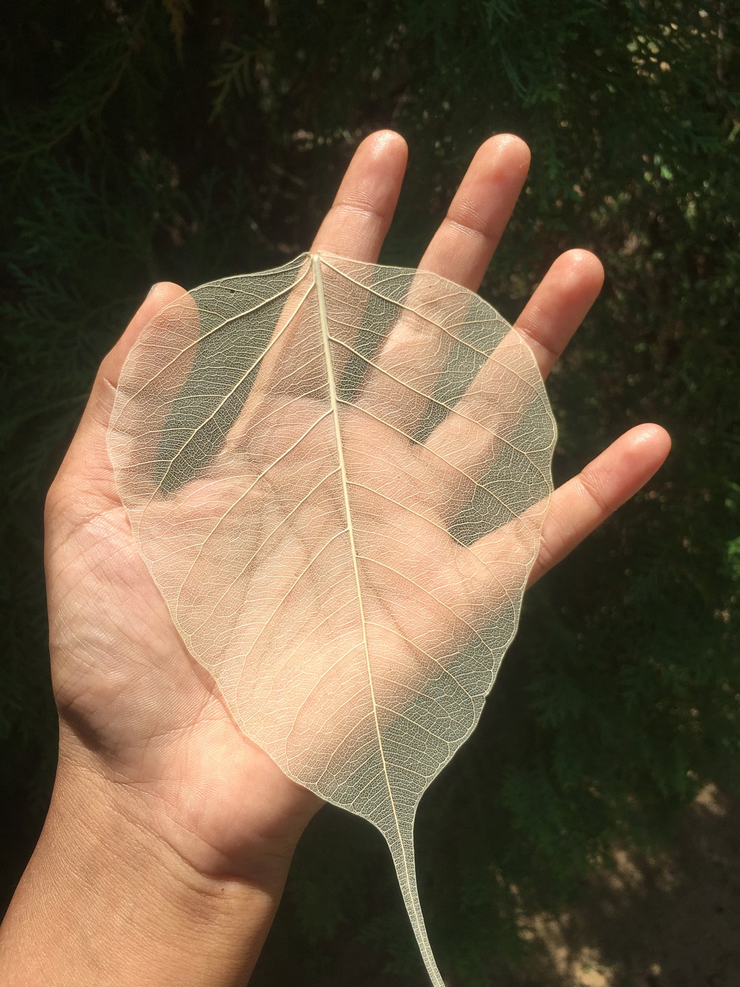 Natural Bodhi Leaves Skeleton 100% Natural Hand Made for Craft ...