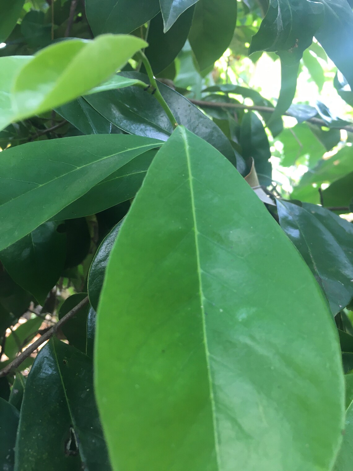 Soursop Leaves Powder 100% Natural Pure Annona Muricata Guanabana ...