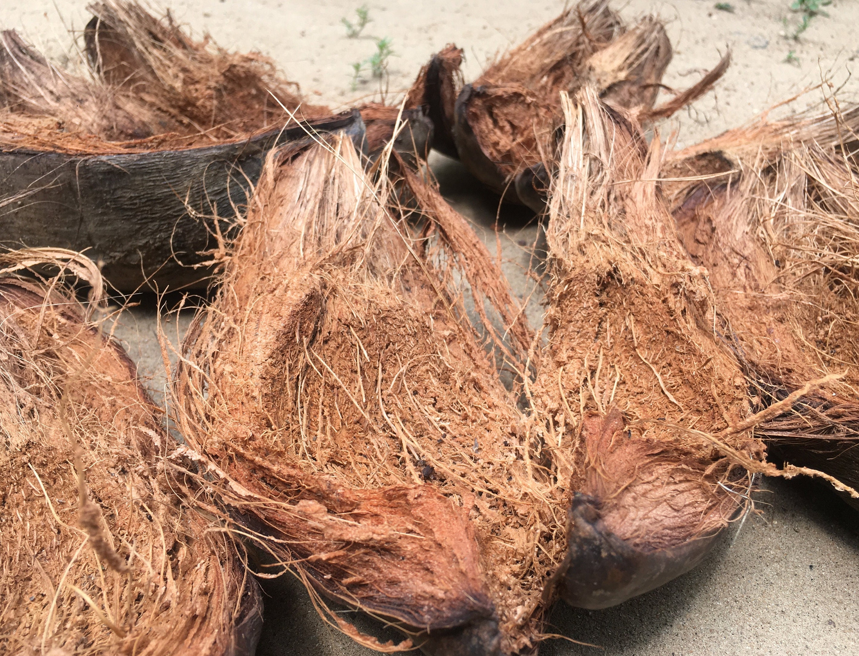 Coconut Husk Pieces 100% Natural Ecofriendly Coconut Coir Pure Coco ...