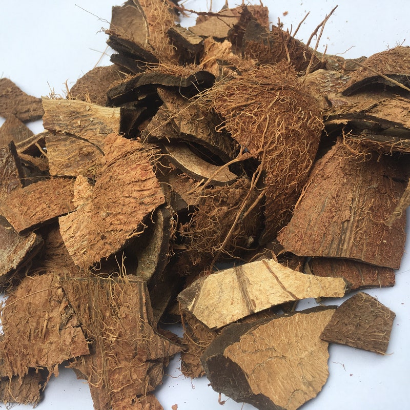 Coconut Shell Bead - Etsy