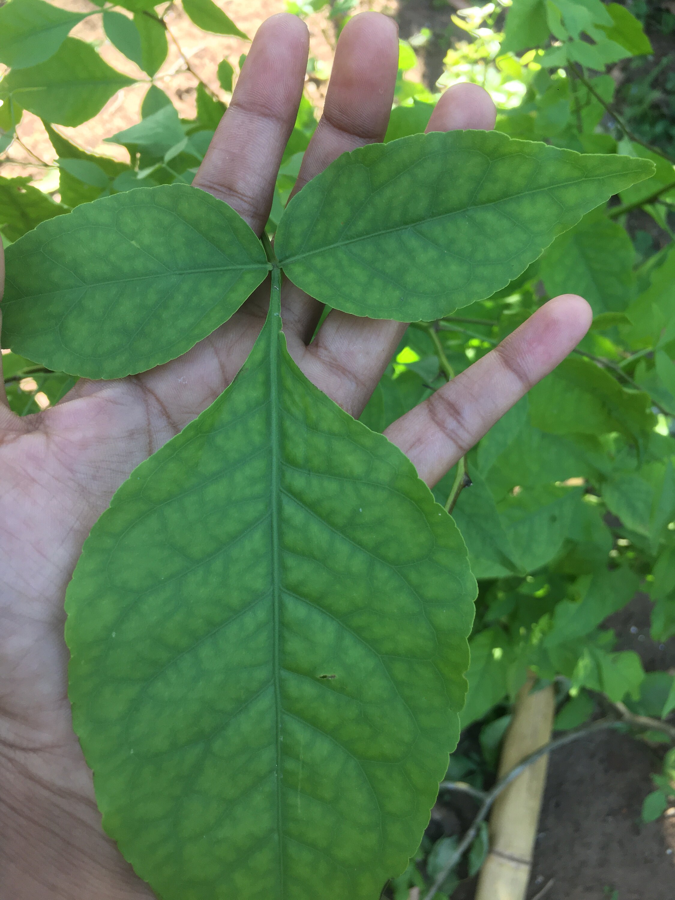 Dried Bael Leaves 100% Natural Stone Apple Home Grown Aegle Marmelos ...