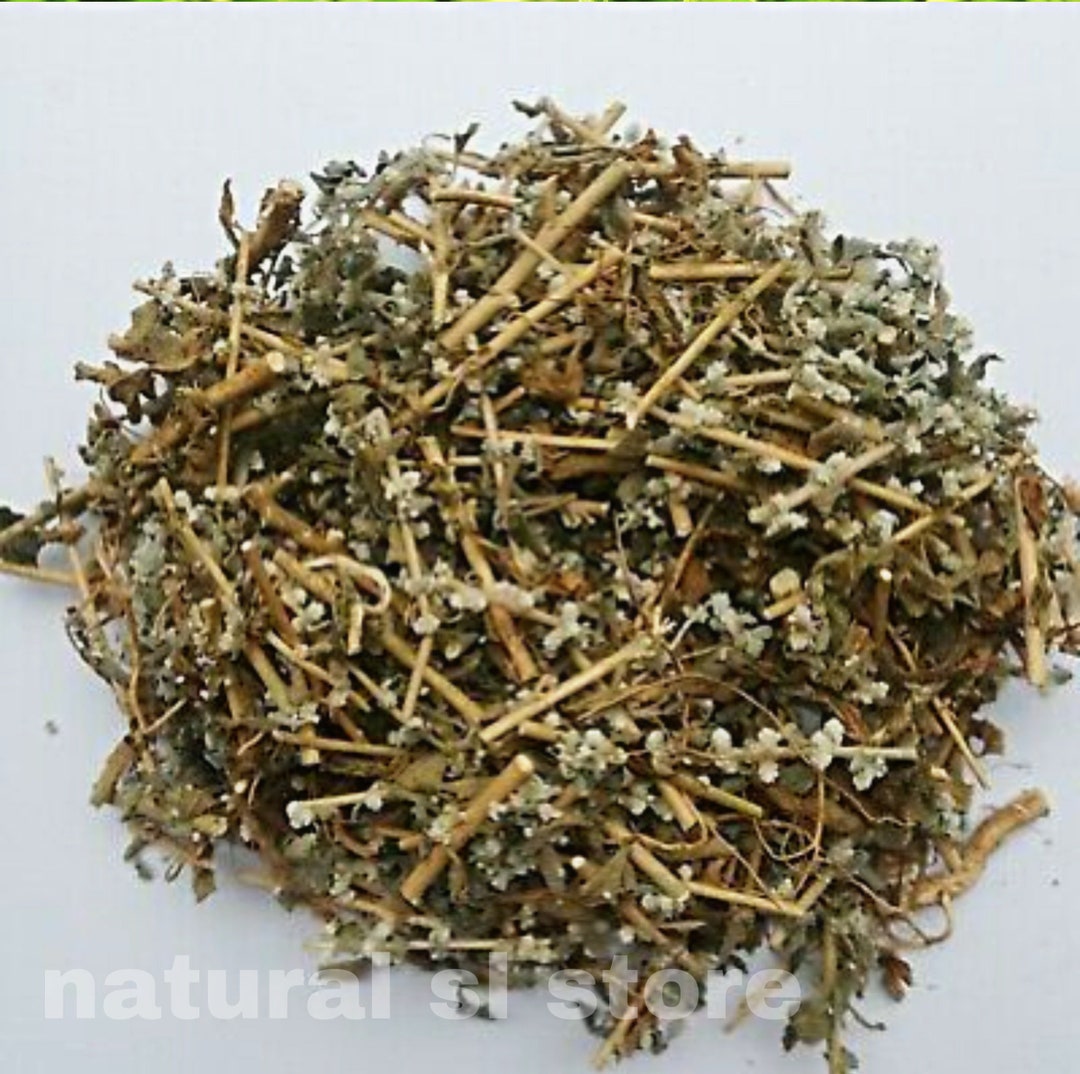 Dried Polpala Herbal Tea 100% Natural Organically Home Grown Aerva ...