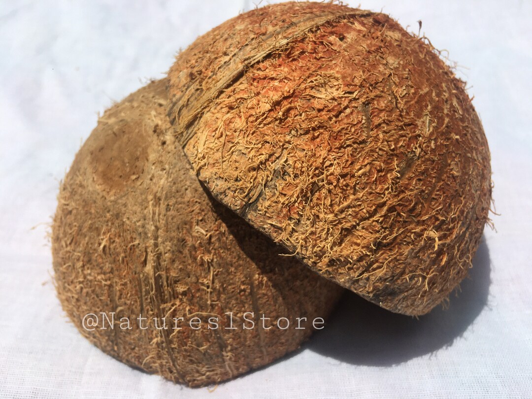 Coconut Shell Half 100% Natural Homemade Eco Friendly Pieces - Etsy