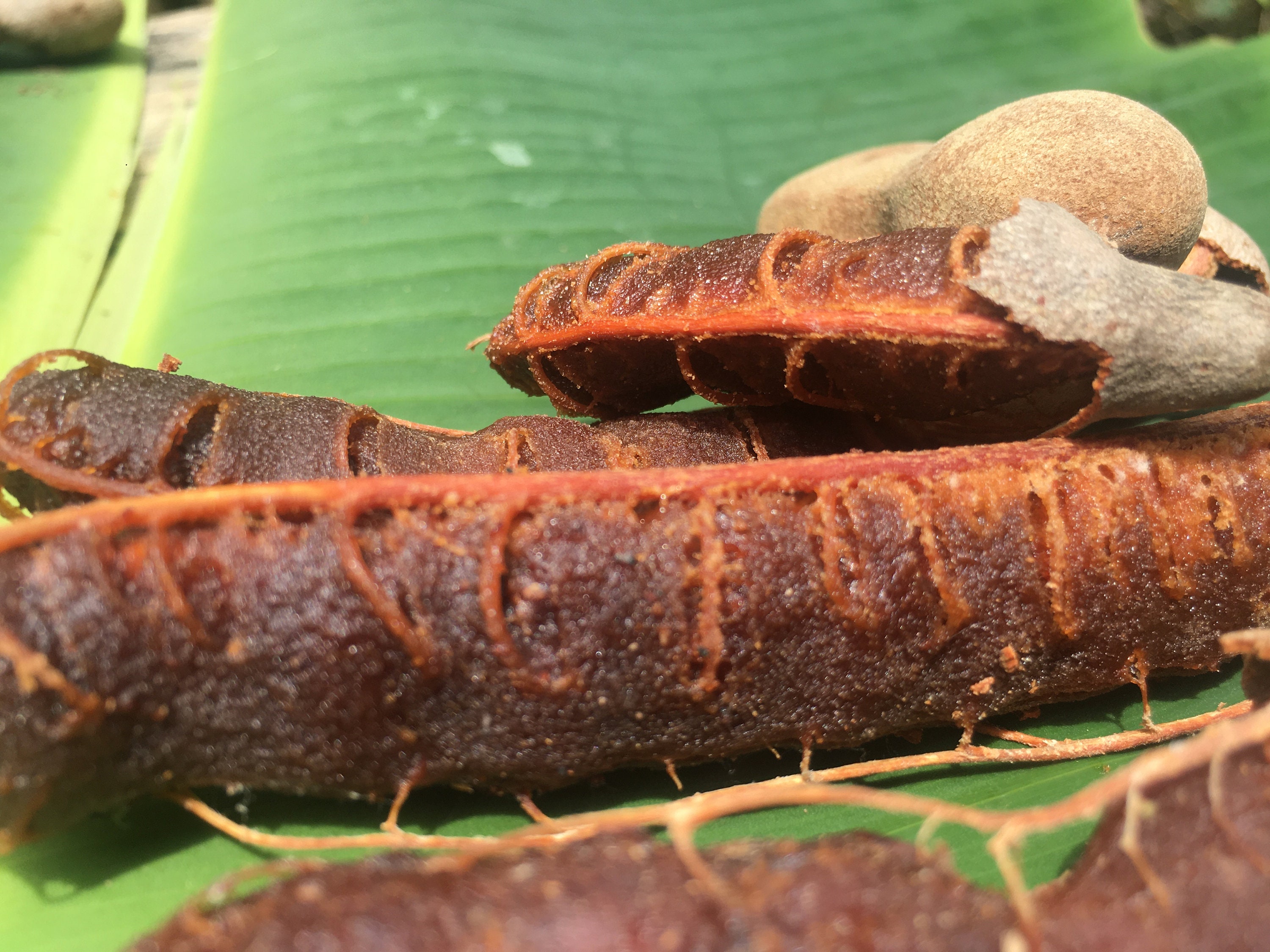 Tamarind Pods 100% Natural Dried Organically Pure Tamarindus Indica ...