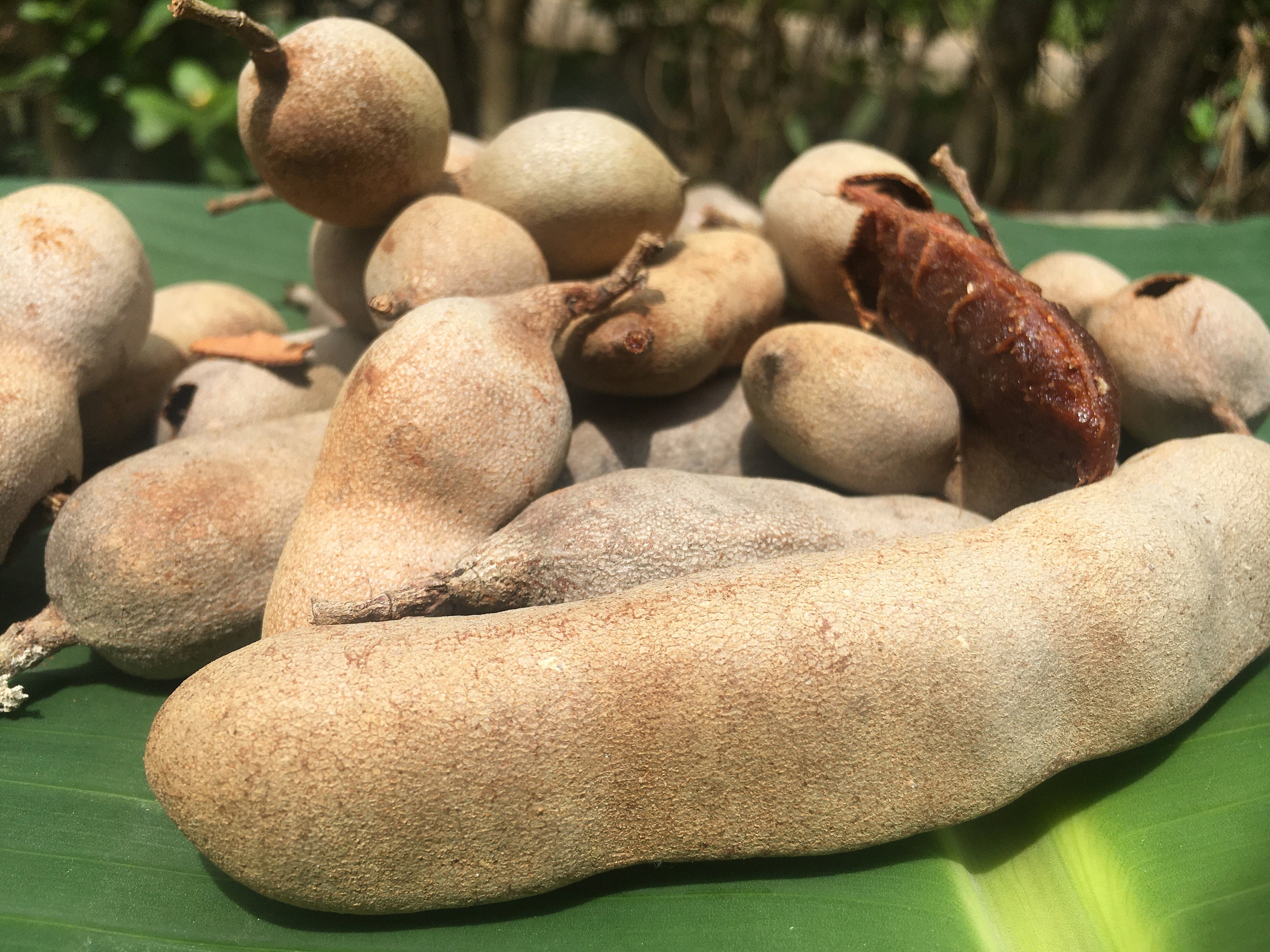 Tamarind Pods 100% Natural Dried Organically Pure Tamarindus Indica ...