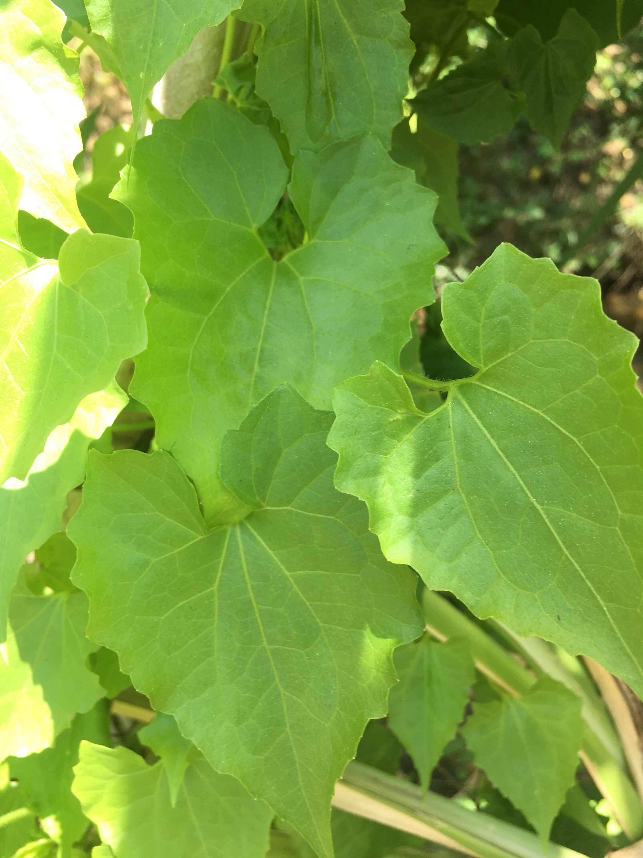 Dried Guaco Leaves 100% Natural Pure Mikania Cordifolia Wildcrafted ...