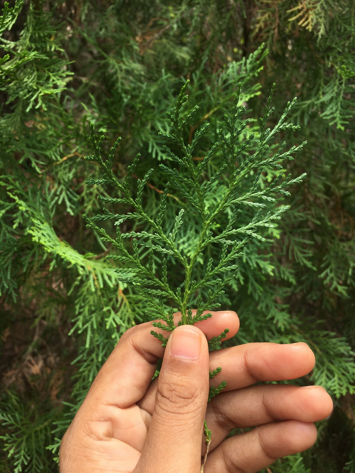 Dried Cypress Leaves 100% Natural Cupressus Sempervirens Leaf for Resin ...