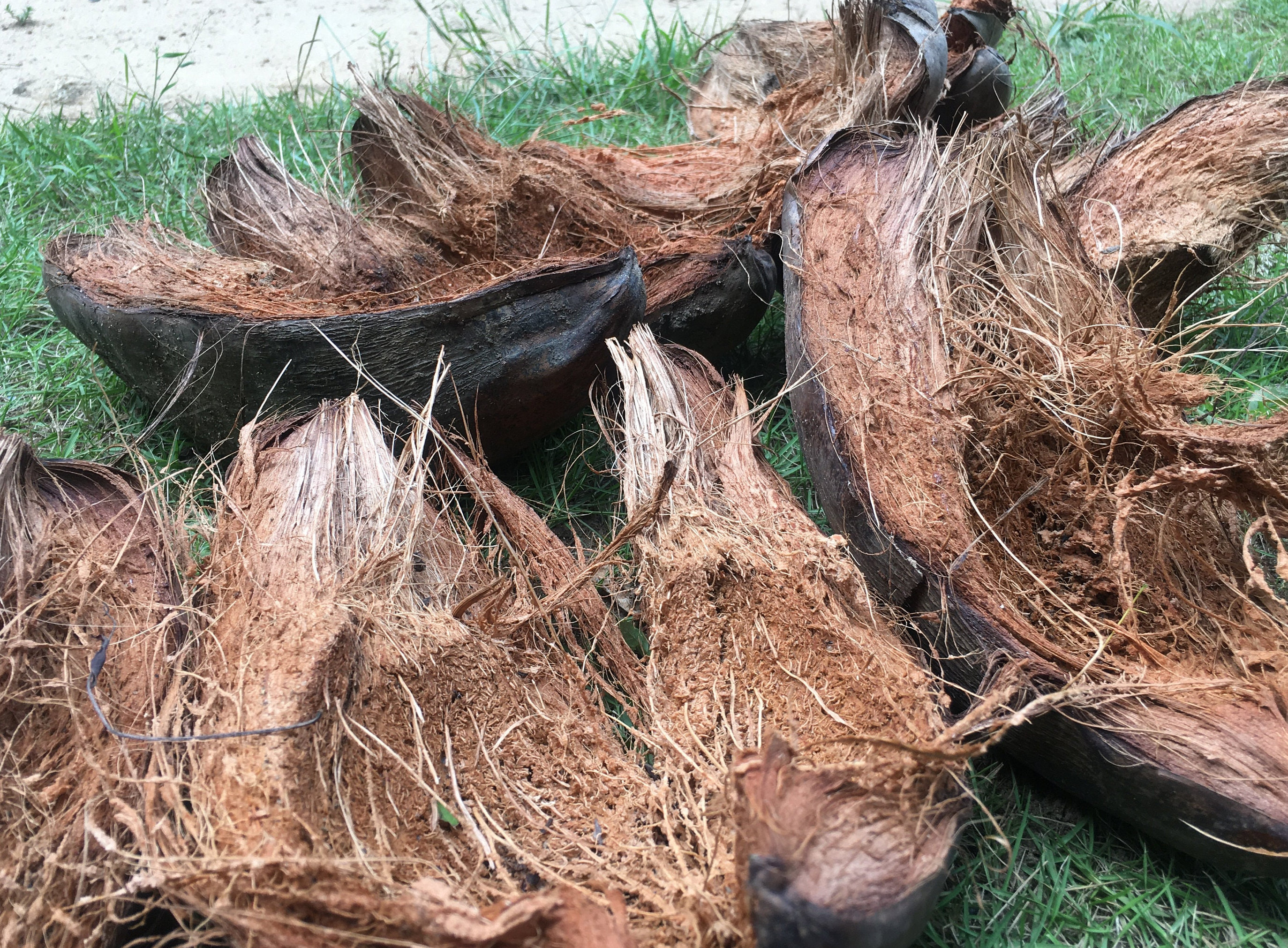 Coconut Husk Pieces 100% Natural Ecofriendly Coconut Coir Pure Coco ...