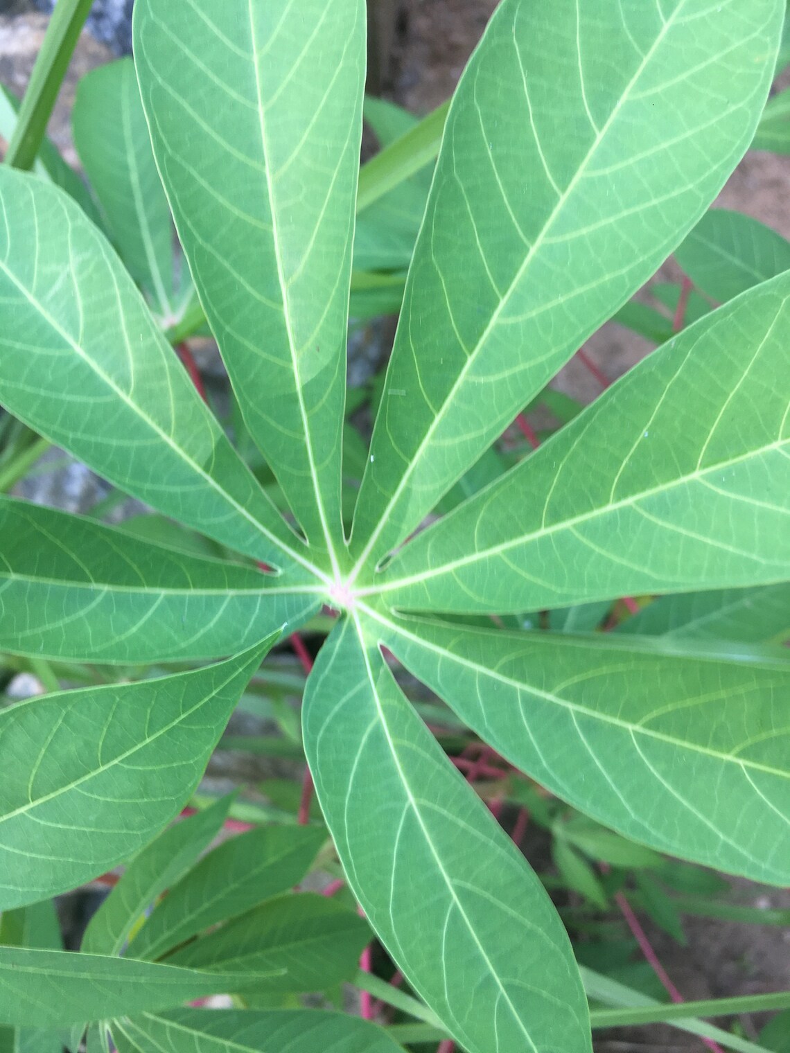 Dried Cassava 100% Natural Home Grown Manioc Manihot Esculenta Sun ...