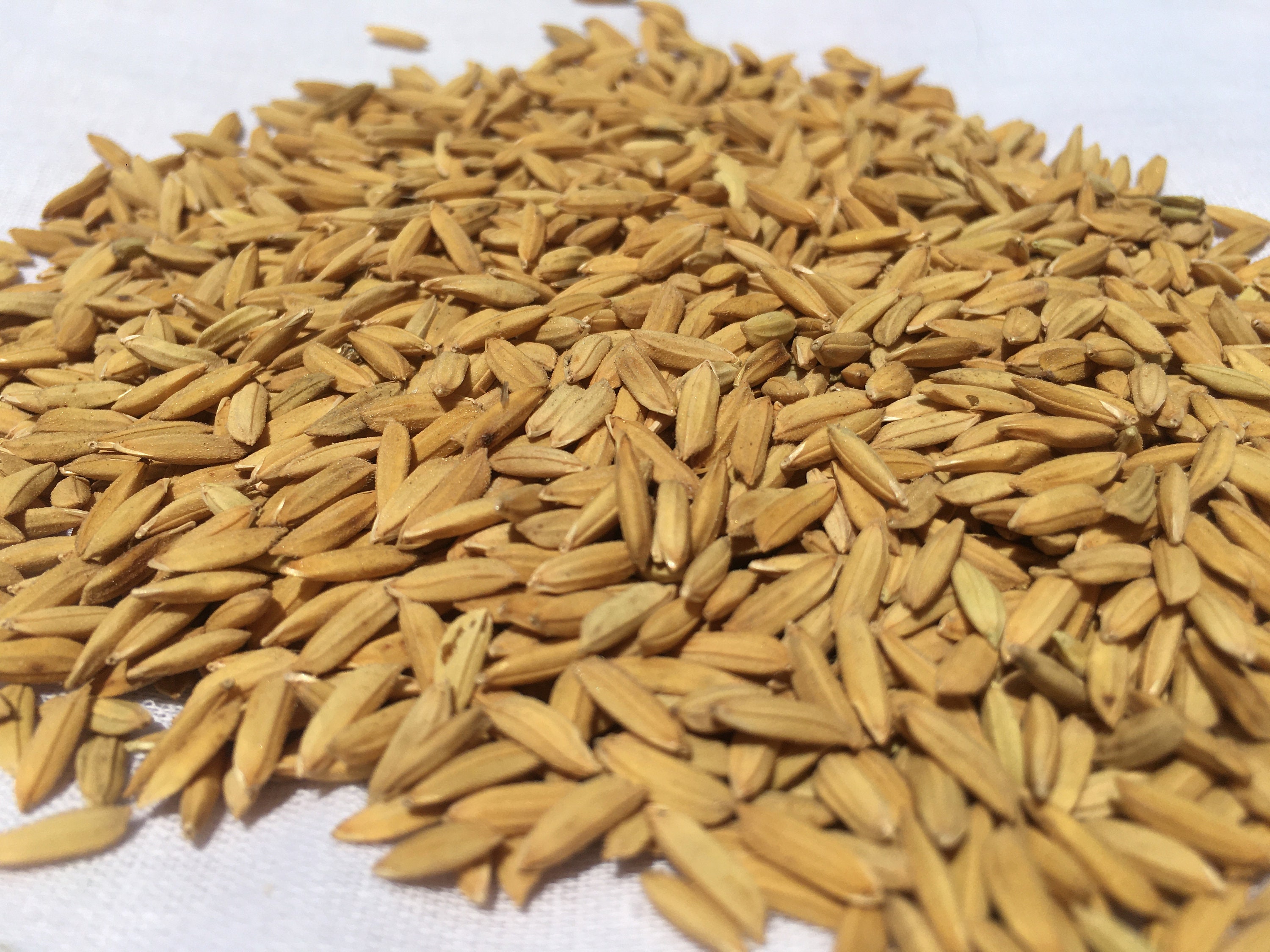 Rice Seeds 100% Natural Homegrown Organically Seeds - Etsy Canada