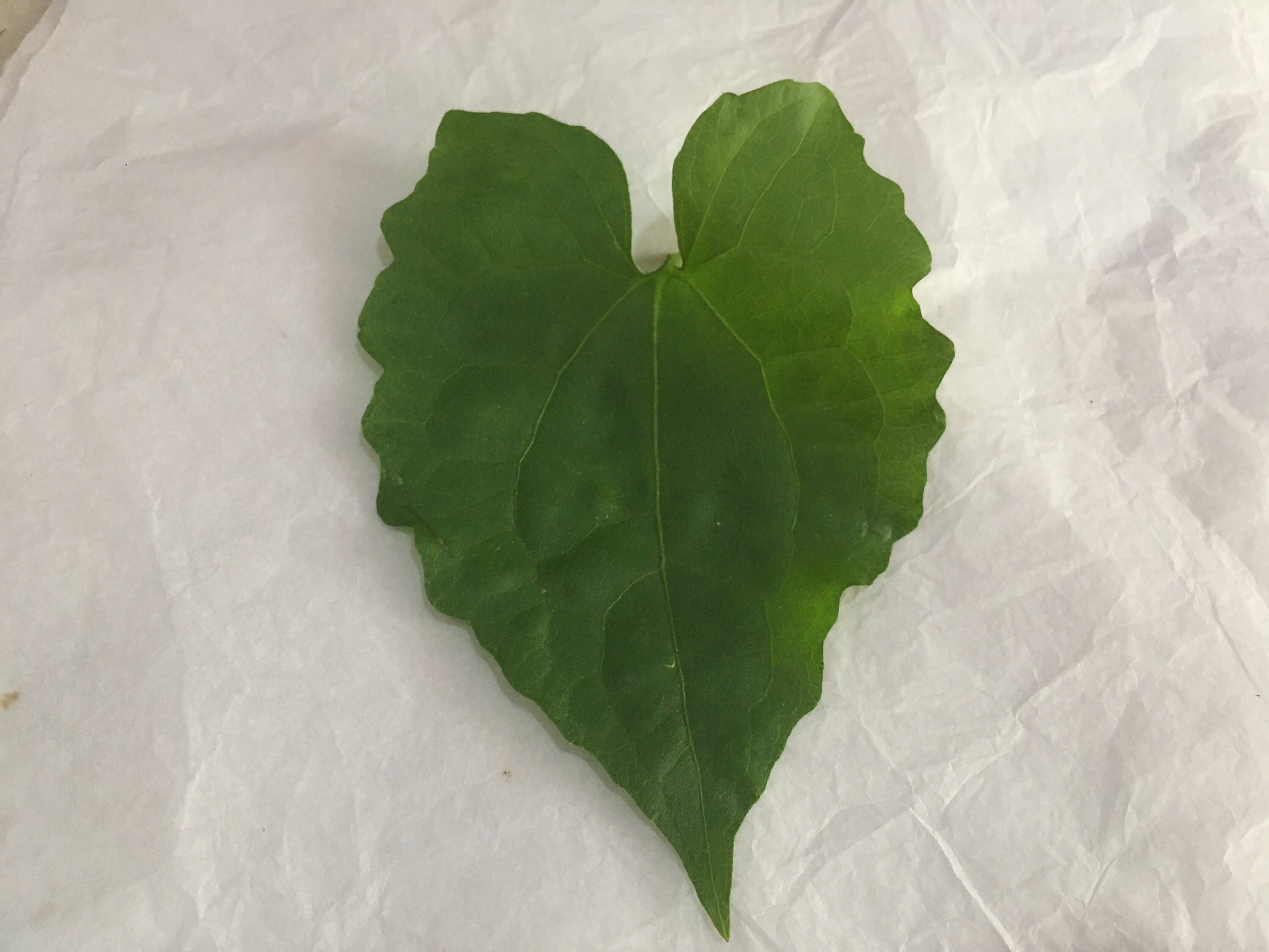 Dried Guaco Leaves 100% Natural Pure Mikania Cordifolia Wildcrafted ...