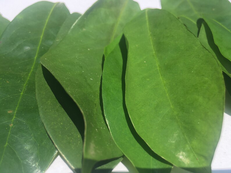 Soursop Leaves Powder 100% Natural Pure Annona Muricata Guanabana ...
